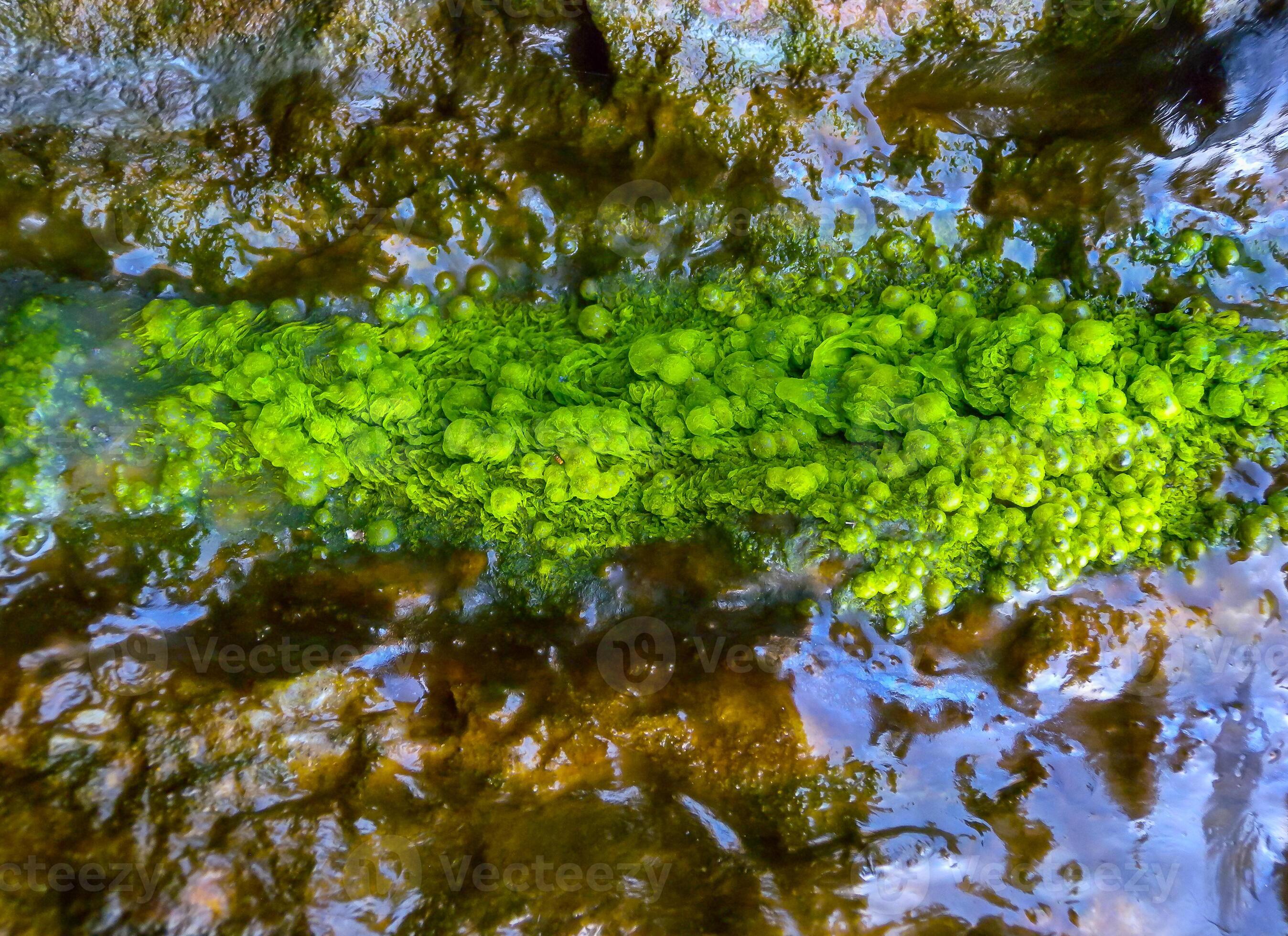 Bubbling freshwater green filamentous algae in rainwater running down ... Bubbling freshwater green filamentous algae in rainwater running down ...