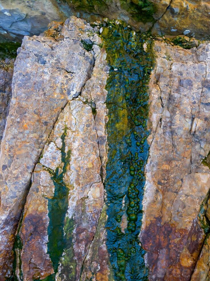 Bubbling freshwater green filamentous algae in rainwater running down ... Bubbling freshwater green filamentous algae in rainwater running down ...