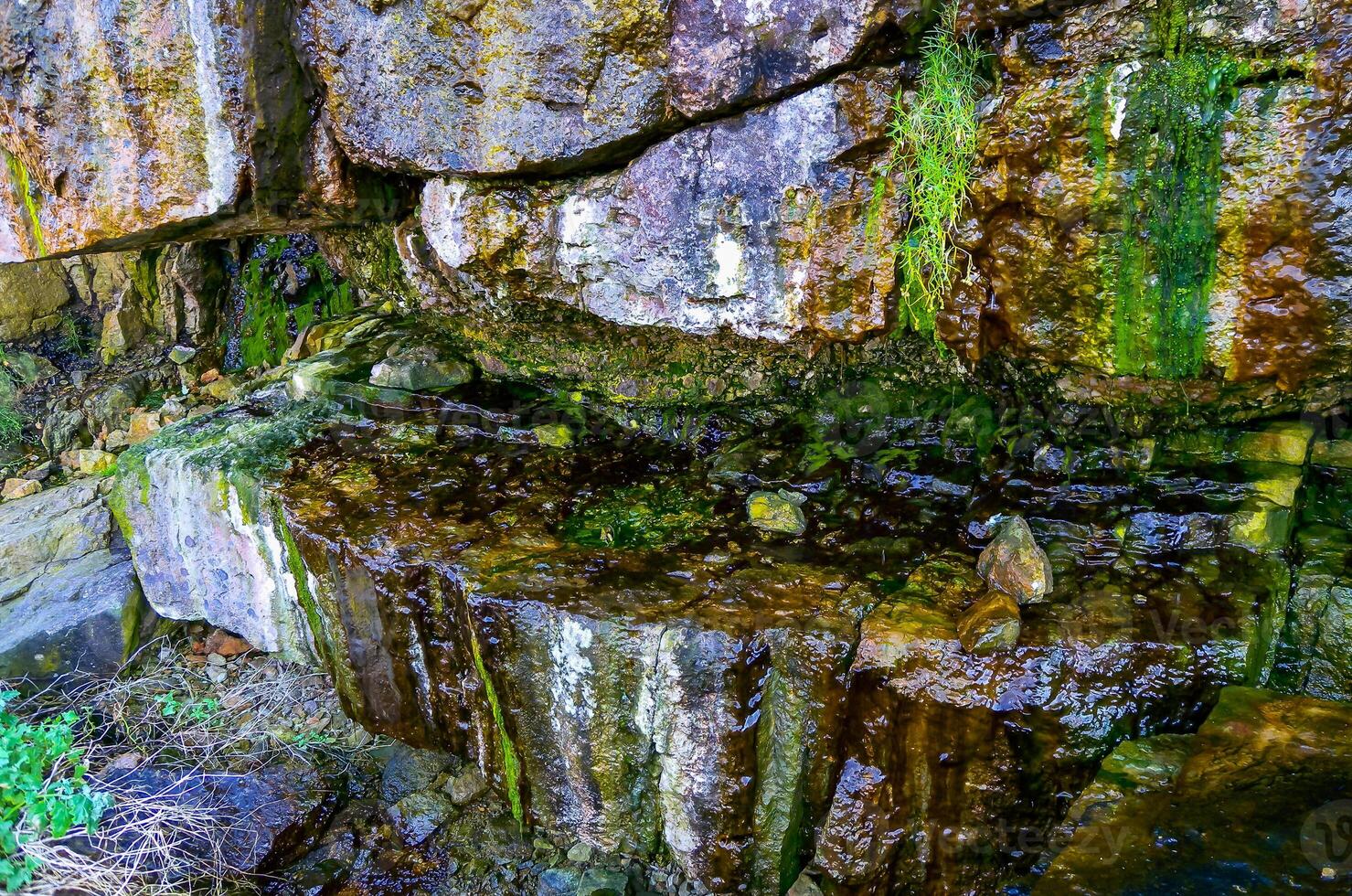 Bubbling freshwater green filamentous algae in rainwater running down ... Bubbling freshwater green filamentous algae in rainwater running down ...