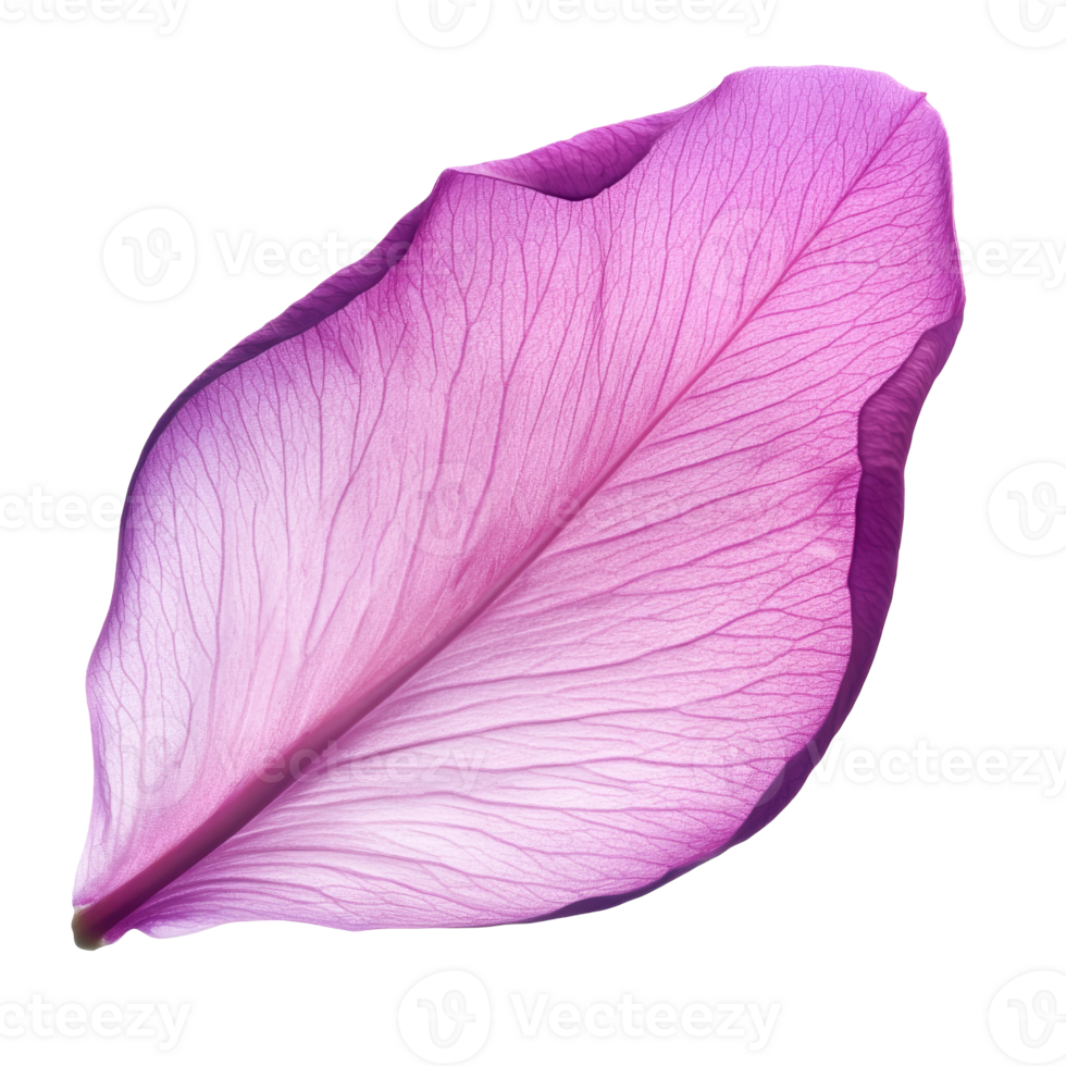 Pink leaf highlighting intricate veins, transparent 49953381 PNG Pink leaf highlighting intricate veins, transparent 49953381 PNG