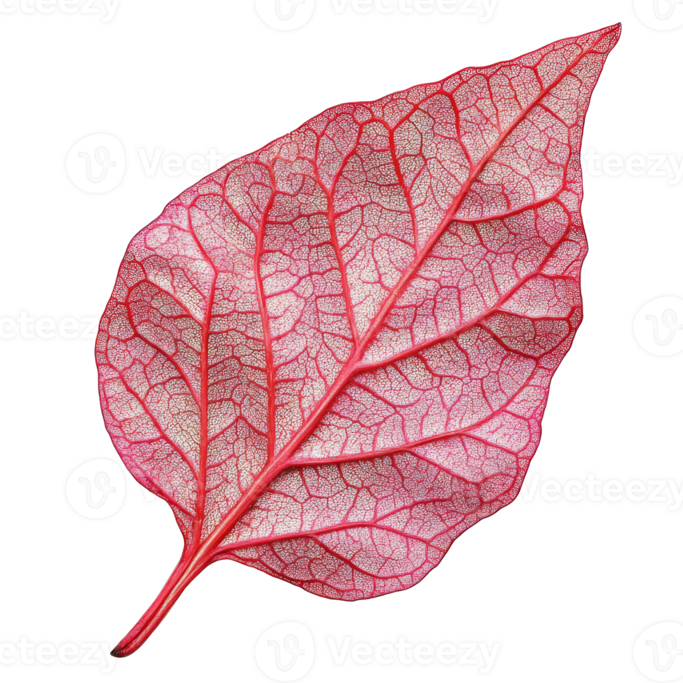 Red leaf with intricate veins isolated transparent background 49954043 PNG Red leaf with intricate veins isolated transparent background 49954043 PNG