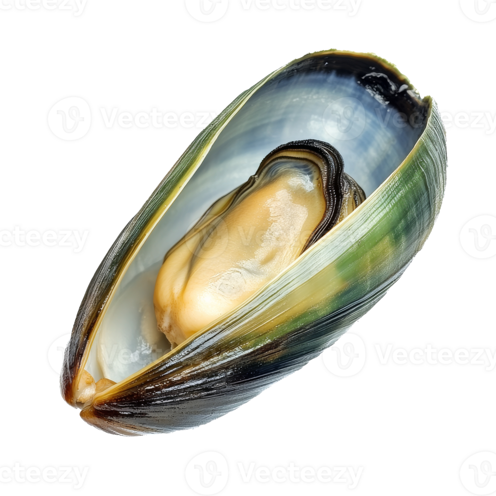 Green lipped mussel on white isolated transparent 49956526 PNG
