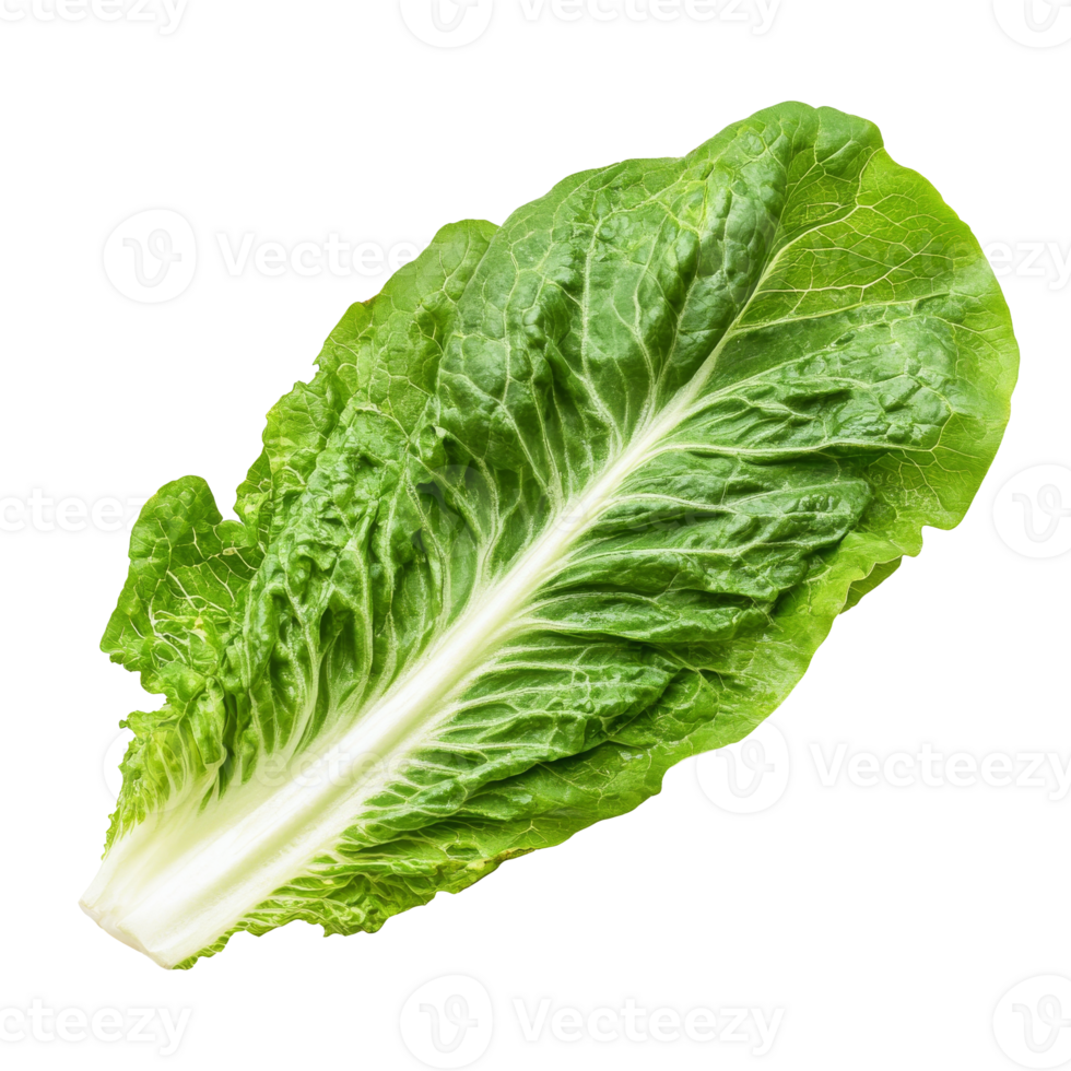 Crisp, fresh romaine lettuce leaf isolated transparent 49957084 PNG