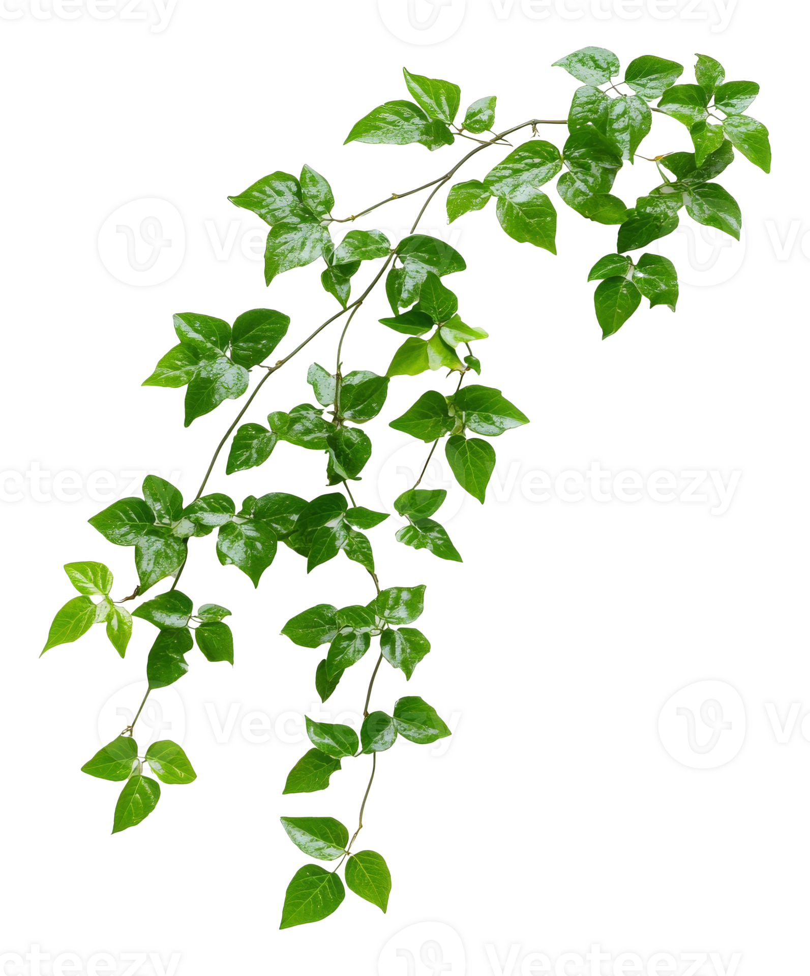 Lush green vine with shiny leaves in natural light isolated transparent 49957607 PNG