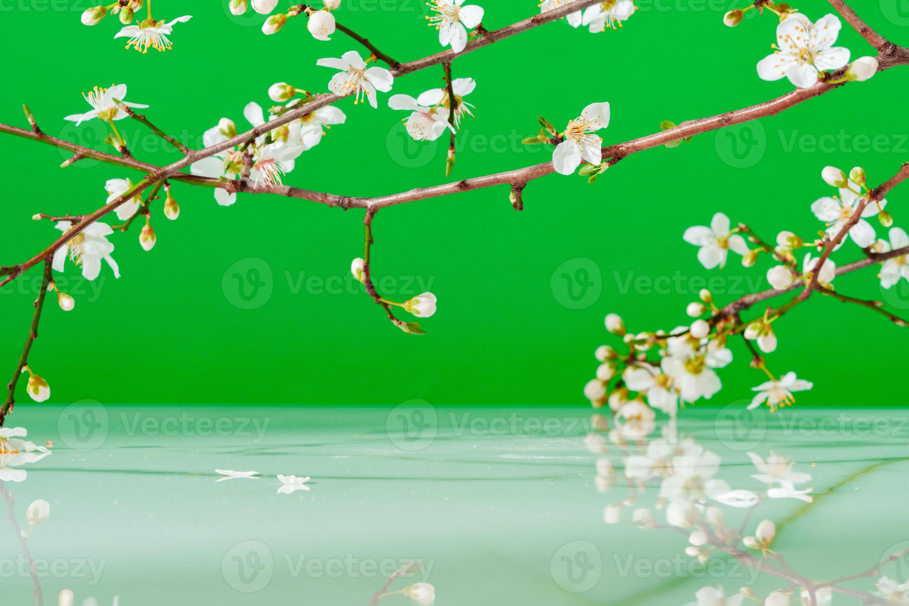 Blooming spring branches with flowers and its shadow on green ...