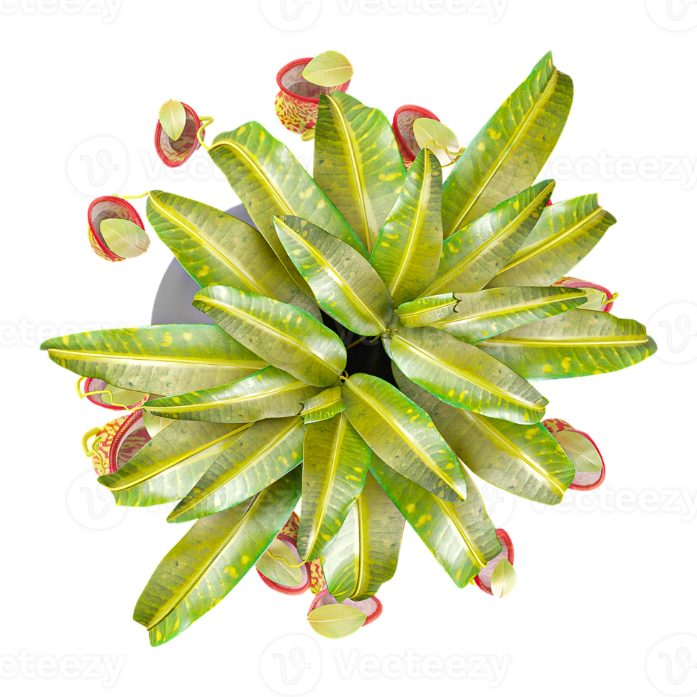 Green Beautiful Nepenthes Pitcher Plant Isolated On Canvas From Top View 49992525 Png