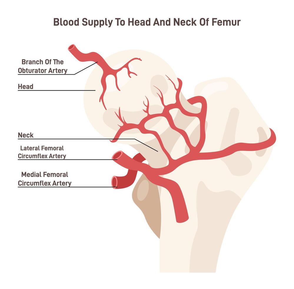 Anatomy Of A Healthy Human Hip Joint Femoral Head Circulation System 50004946 Vector Art At