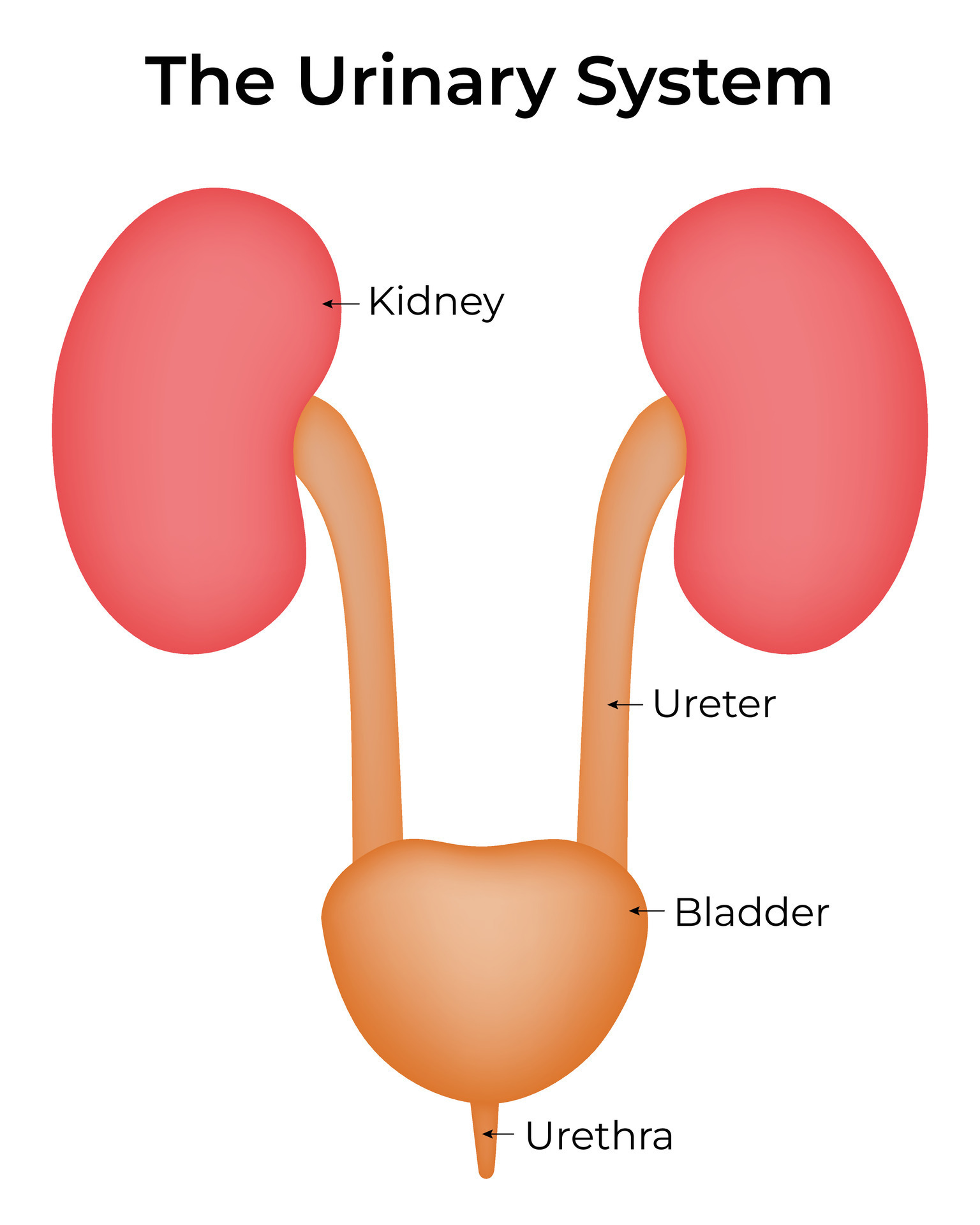 The Urinary System Science Design Illustration Diagram 50010771 Vector ...