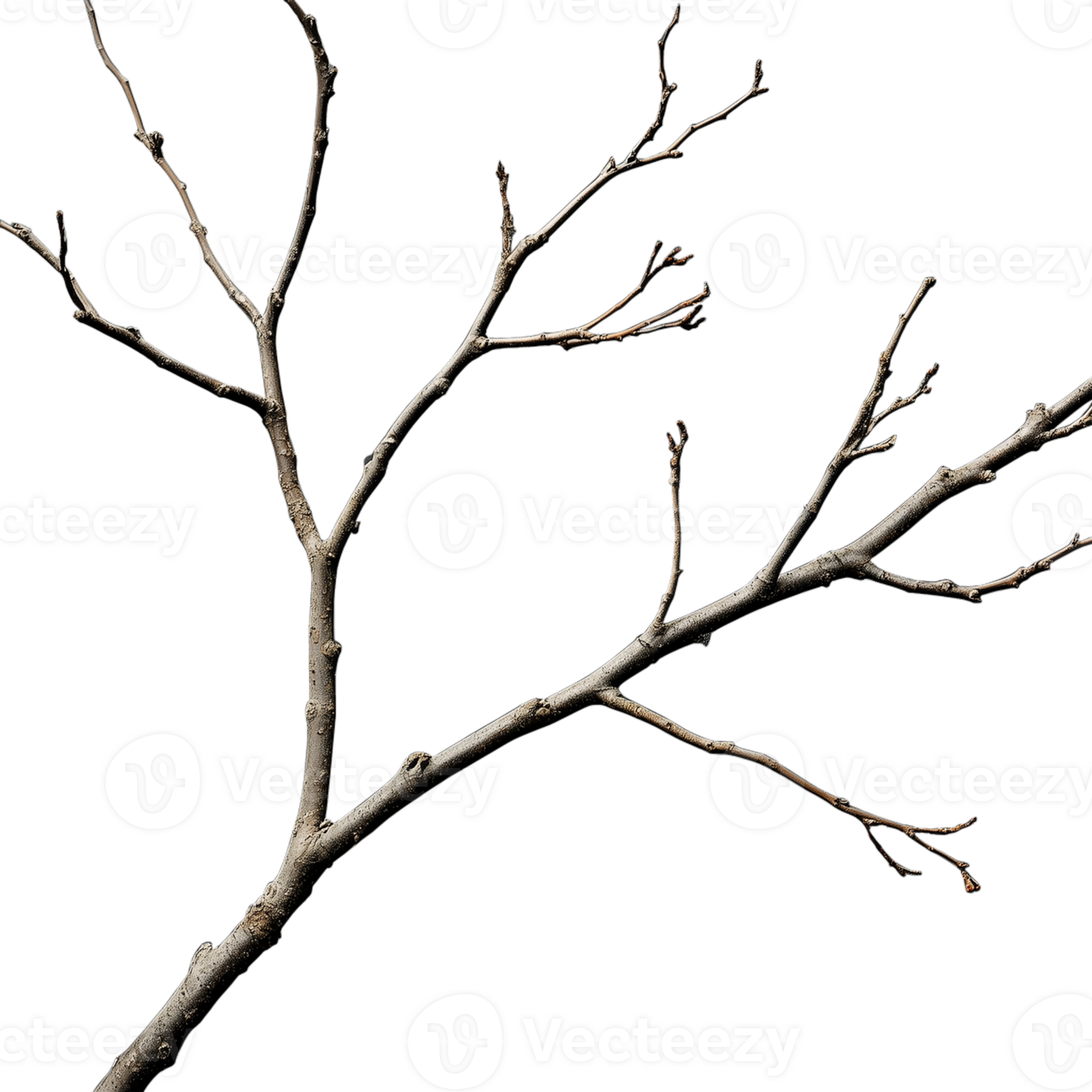 A thin, bare tree branch is shown against a transparent background 50017853 PNG