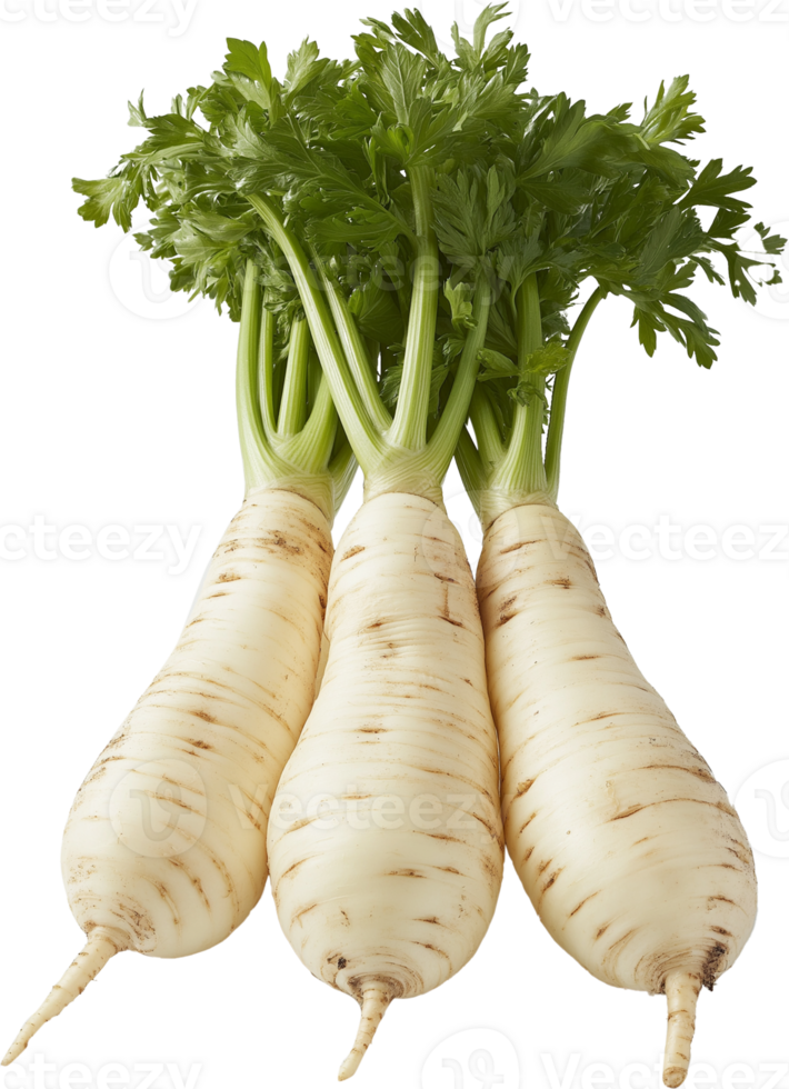 Parsnip Vegetable Isolate Pastinaca Sativa Clipart Few Fresh Parsnip Illustration 50030216 Png