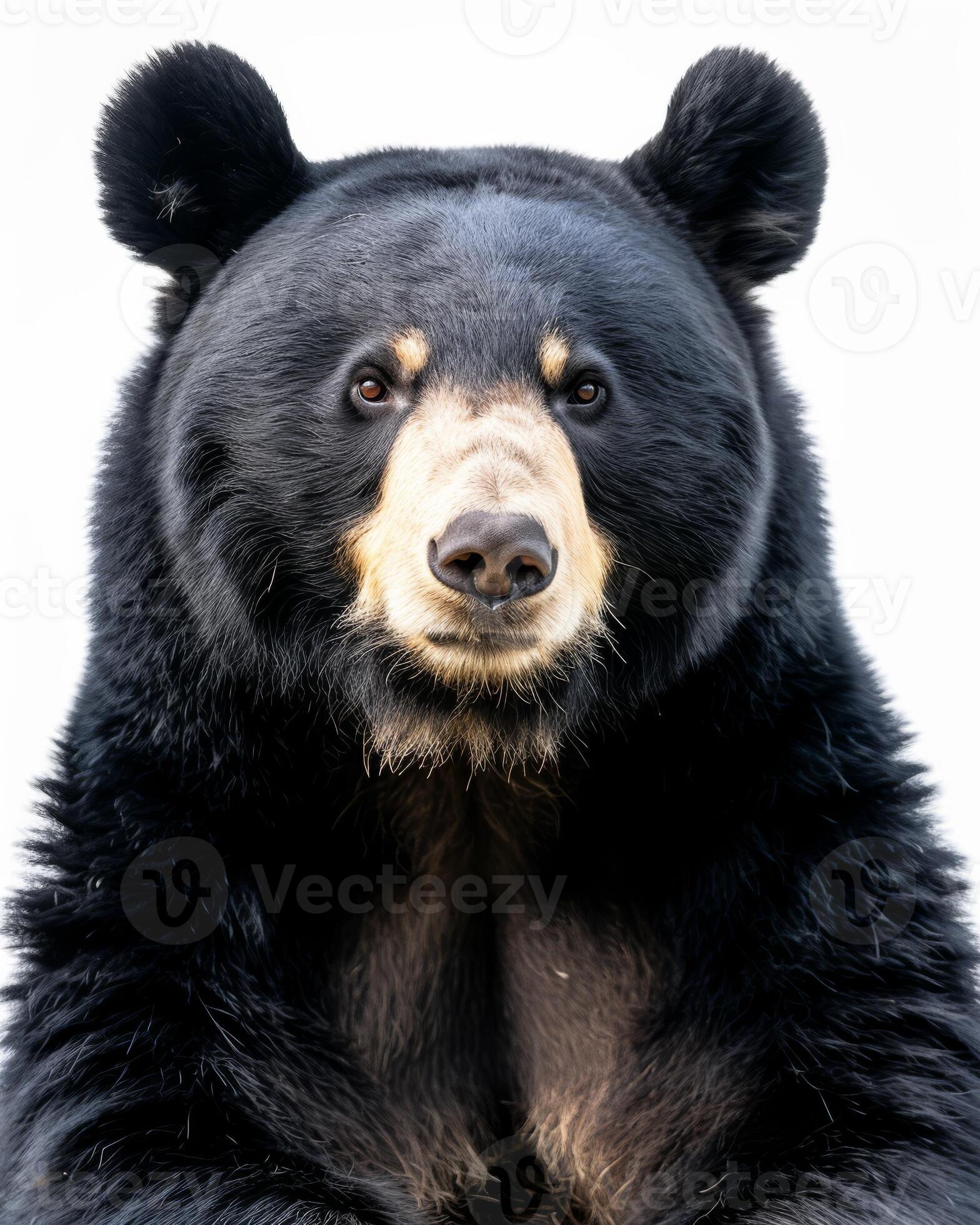 A black bear sitting on a white background 50062187 Stock Photo at Vecteezy