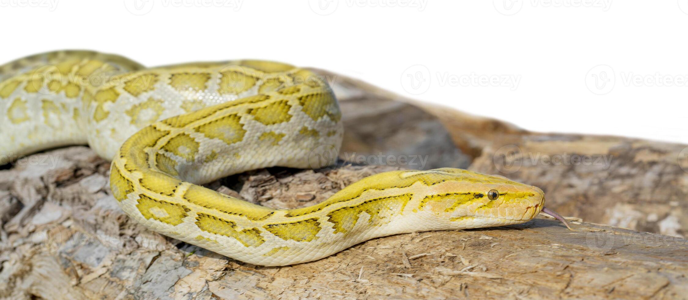 The albino Python molurus snake is a large non-venomous python. It is ...