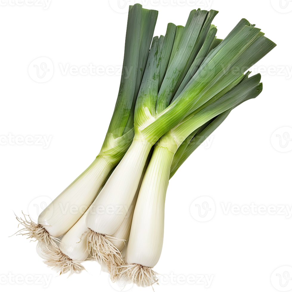 A bunch of fresh leeks with their green tops and white bulbs. 50077346 PNG A bunch of fresh leeks with their green tops and white bulbs. 50077346 PNG