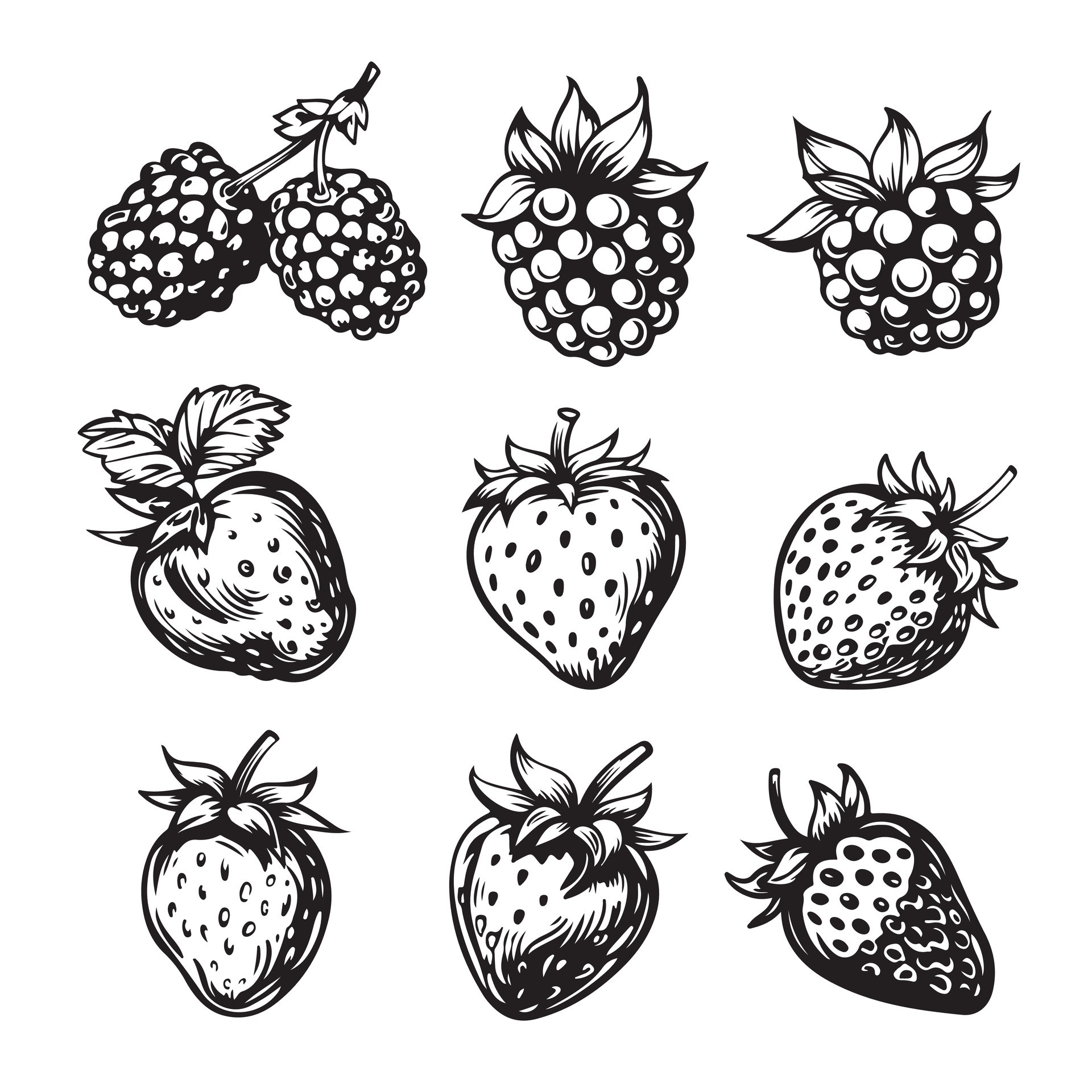 berry drawing. Isolated berry branch sketch on white background. Summer fruit engraved style ...