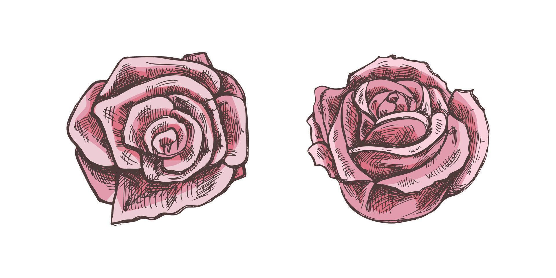 Burgundy Rose Texture Vector Art, Icons, and Graphics for Free Download