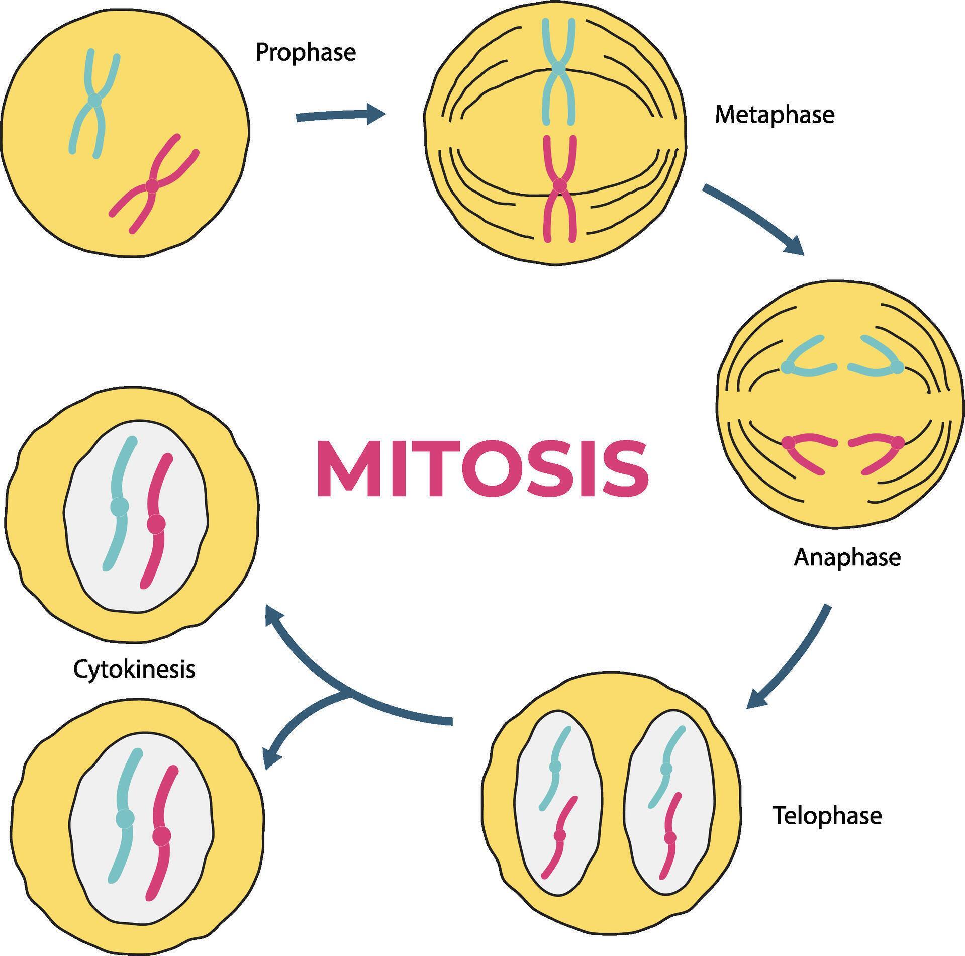 Illustration of Mitosis Diagram 50102656 Vector Art at Vecteezy