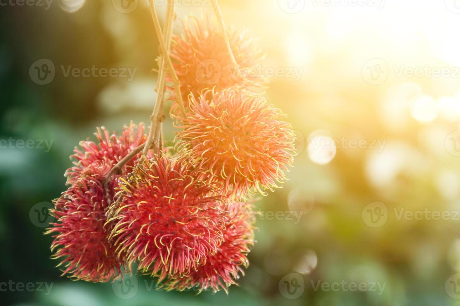 rambután Fruta o nefelio lappaceum l es un tropical Fruta desde el sapindaceae familia. esta ...