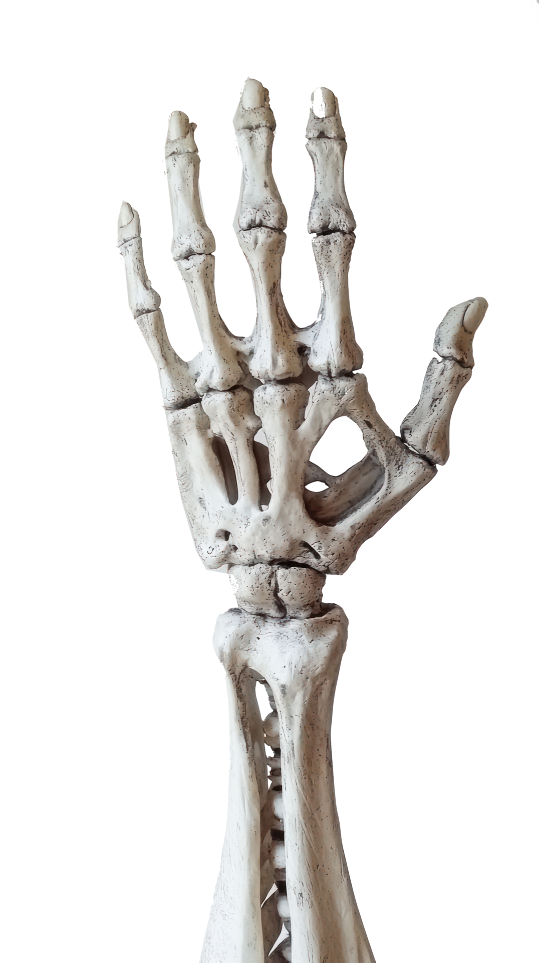 a hand skeleton on a white background 50172847 PNG