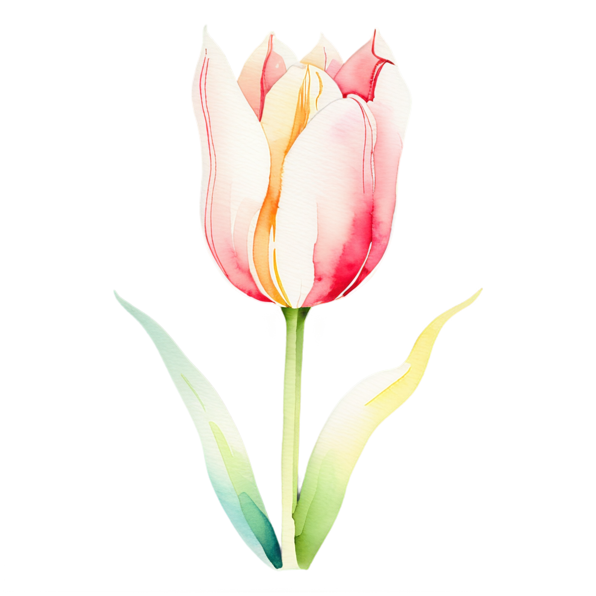Watercolor tulip clipart 50173669 PNG