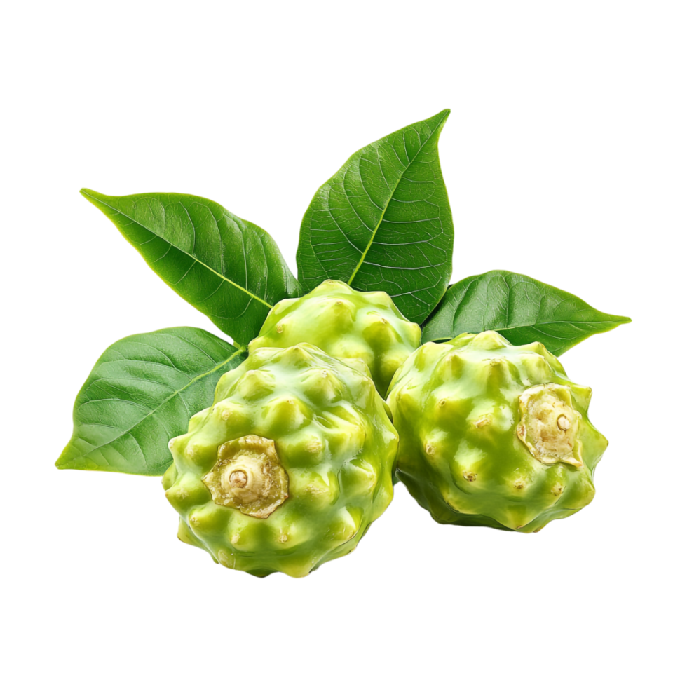 noni o morinda citrifolia frutas con rebanado en transparente ... noni o morinda citrifolia frutas con rebanado en transparente ...