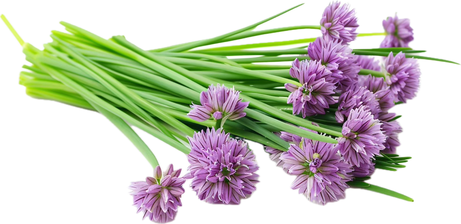 Bundle Of Chives With Blossoms 50277171 Png