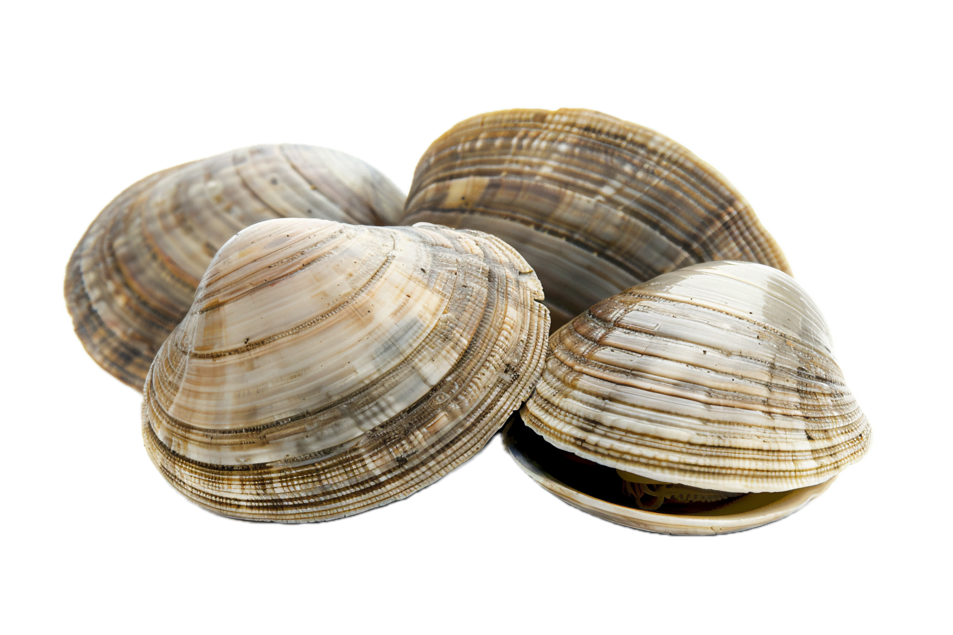 Fresh Clams with Shells Ready for Cooking. 50277734 PNG