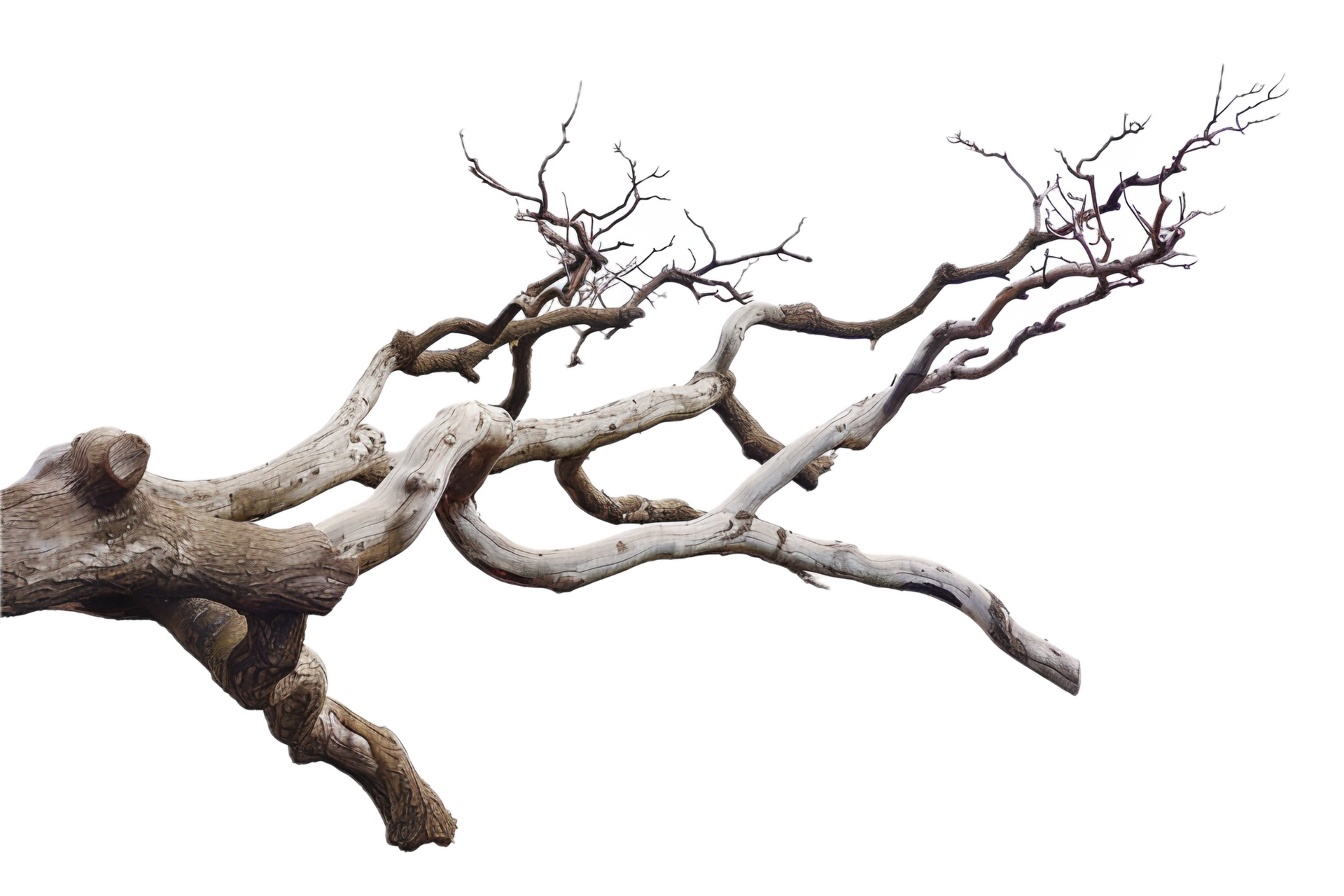 Twisted bare tree branch with weathered texture. 50278112 PNG