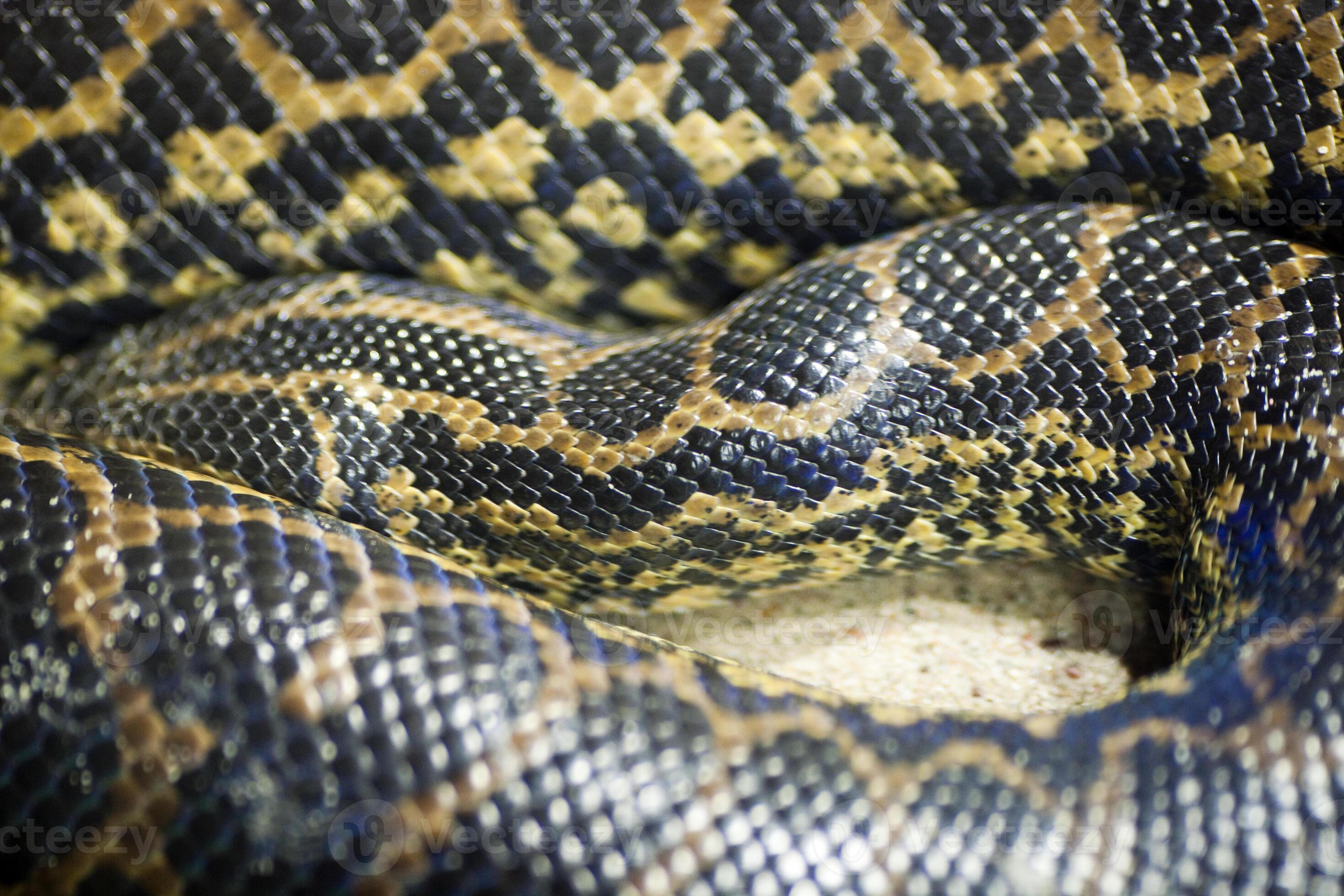 Burmese Python Displaying Its Intricate Scales at Berlin Zoo in Germany ...