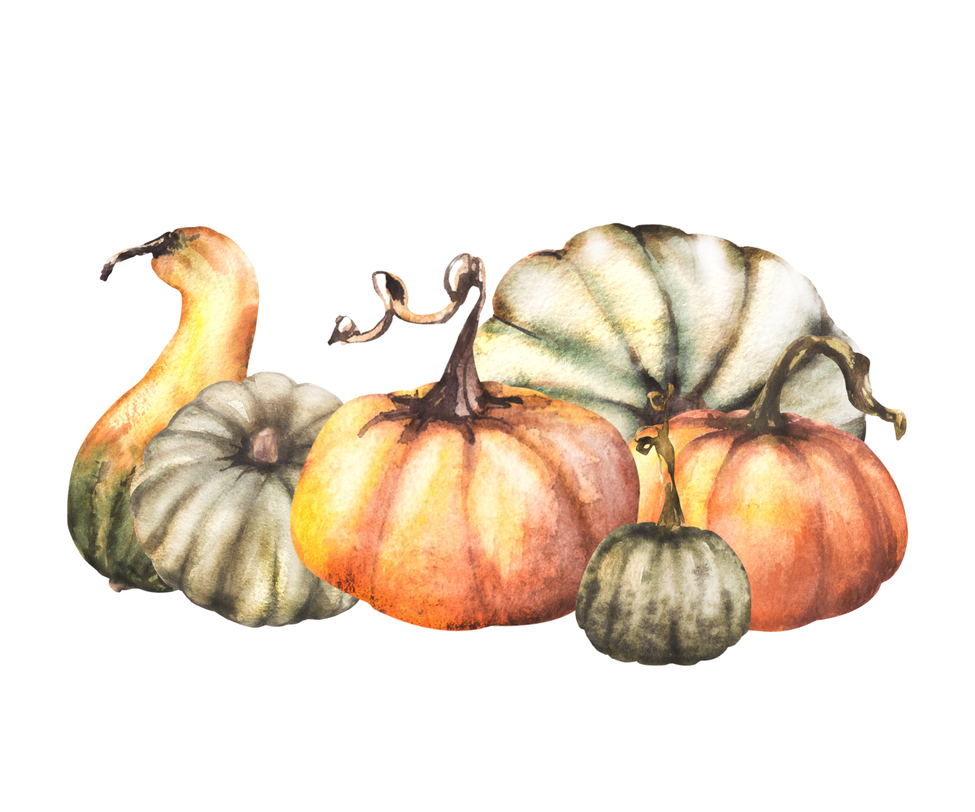 A fall pumpkins. Autumn ripe different coloured harvest vegetables ...