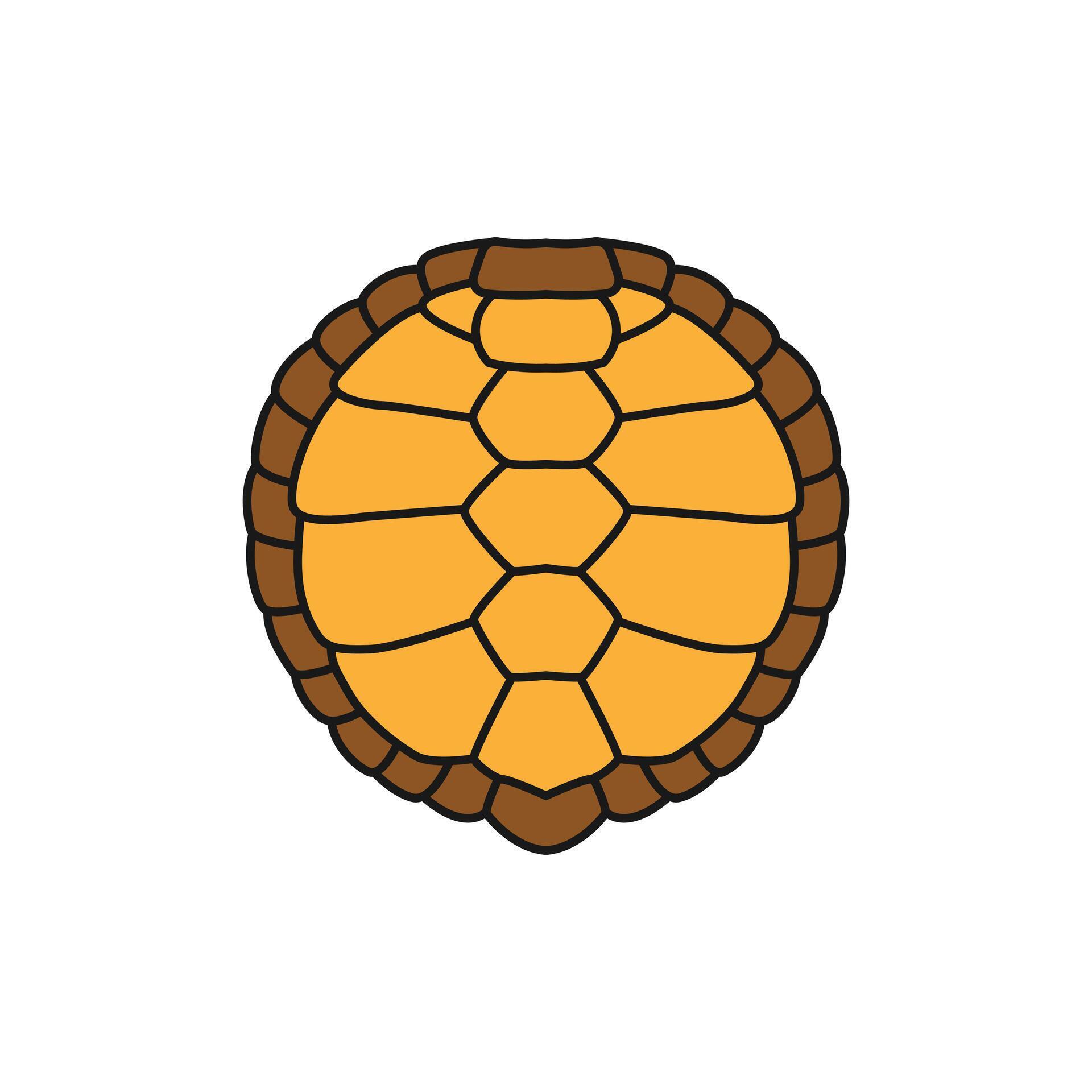 Turtle Shell Pattern, cartoon turtle shell, cartoon turtle 50382037 ...