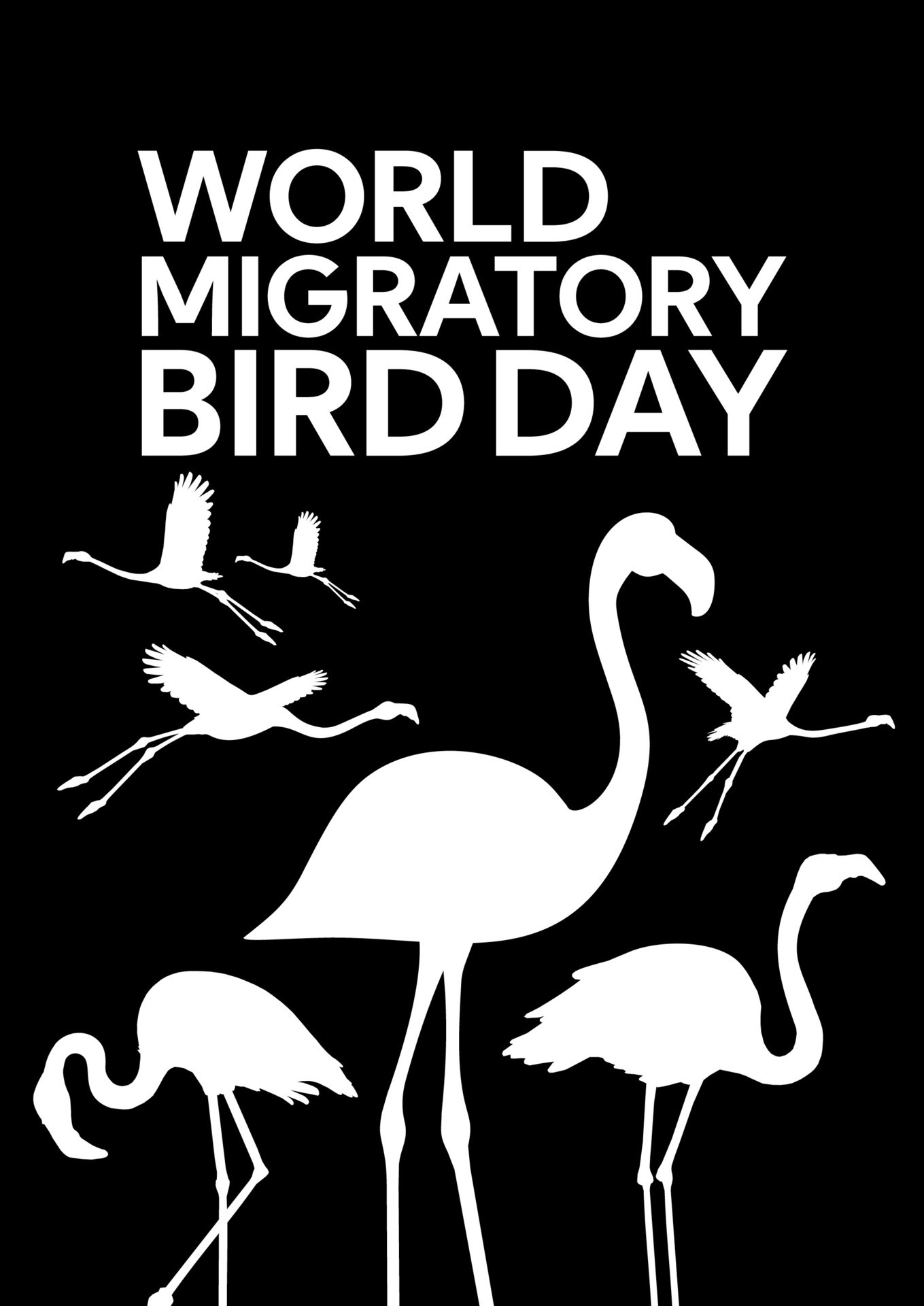 World Migratory Bird Day 50412387 Vector Art At Vecteezy