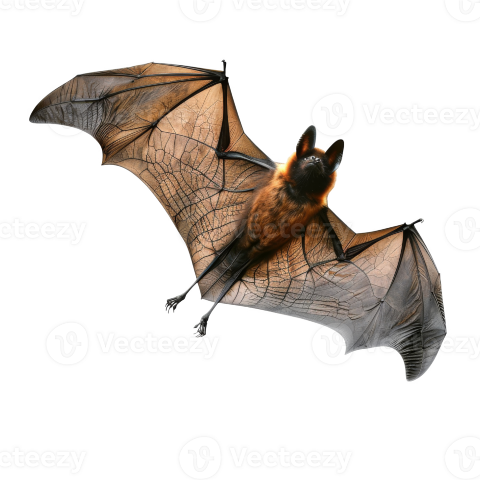 A Flying Fox Bat With Spread Wings 50475017 Png
