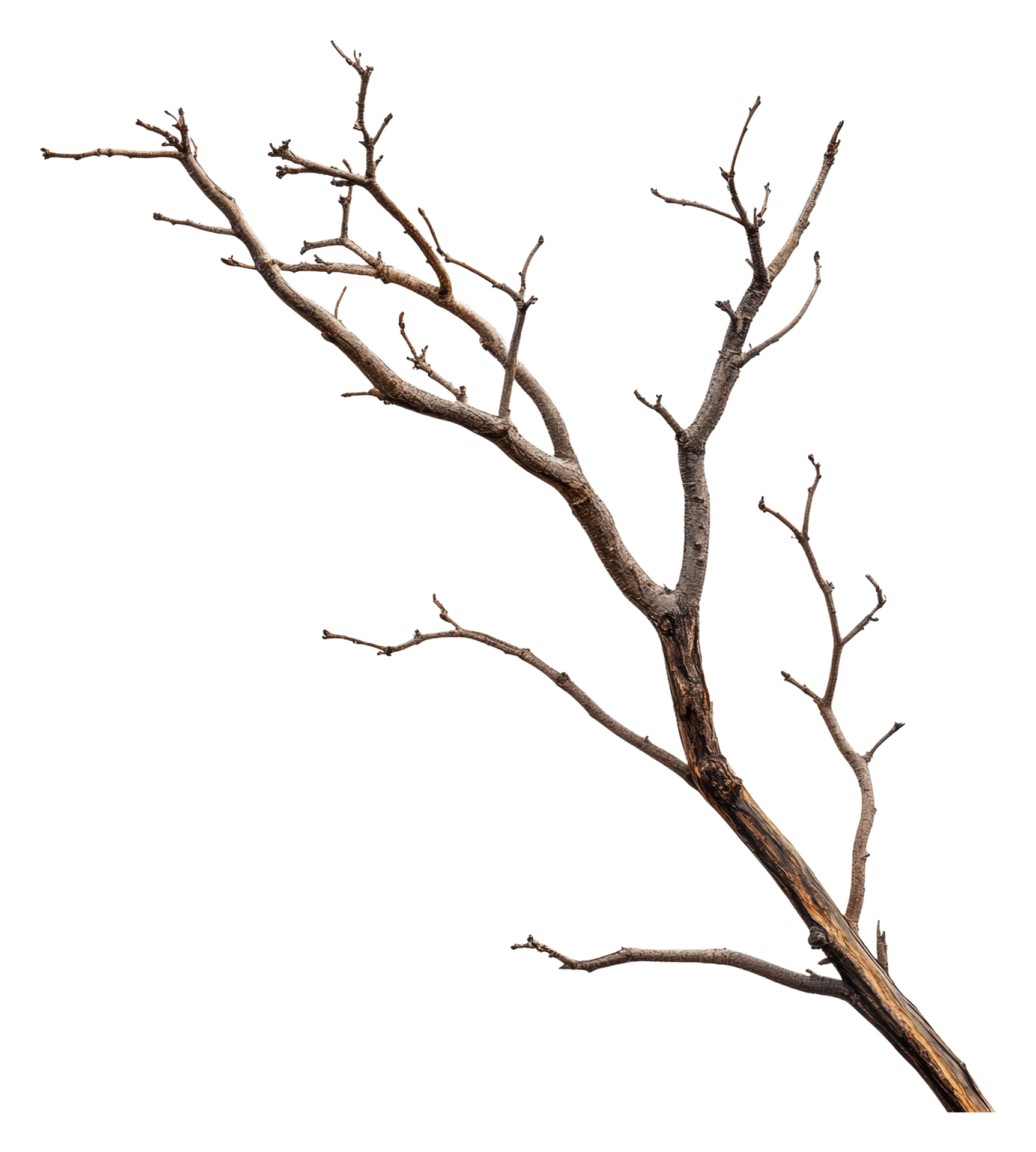 Dry twigs on a branch, white background, cut out - stock . 50479934 PNG Dry twigs on a branch, white background, cut out - stock . 50479934 PNG