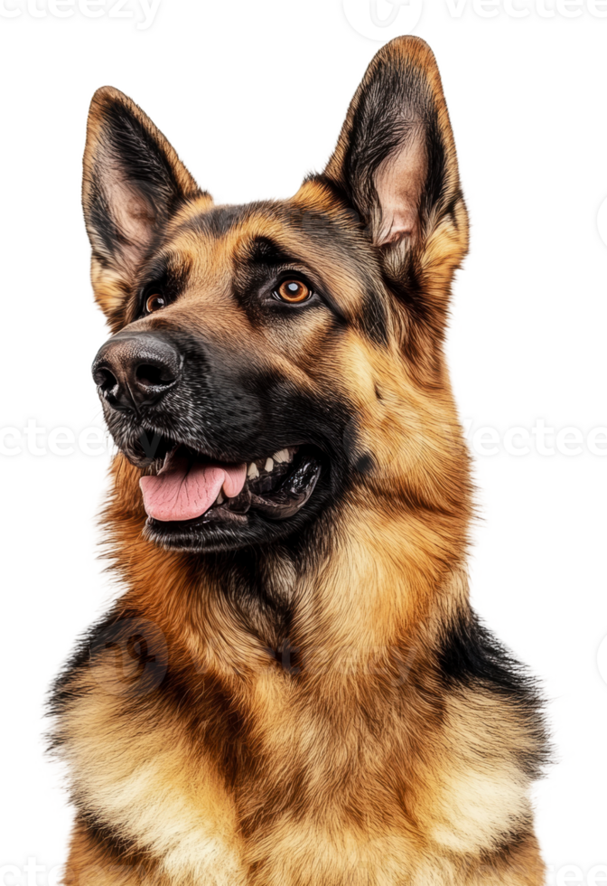 German Shepherd in studio posing for portrait, cut out - stock ... German Shepherd in studio posing for portrait, cut out - stock ...