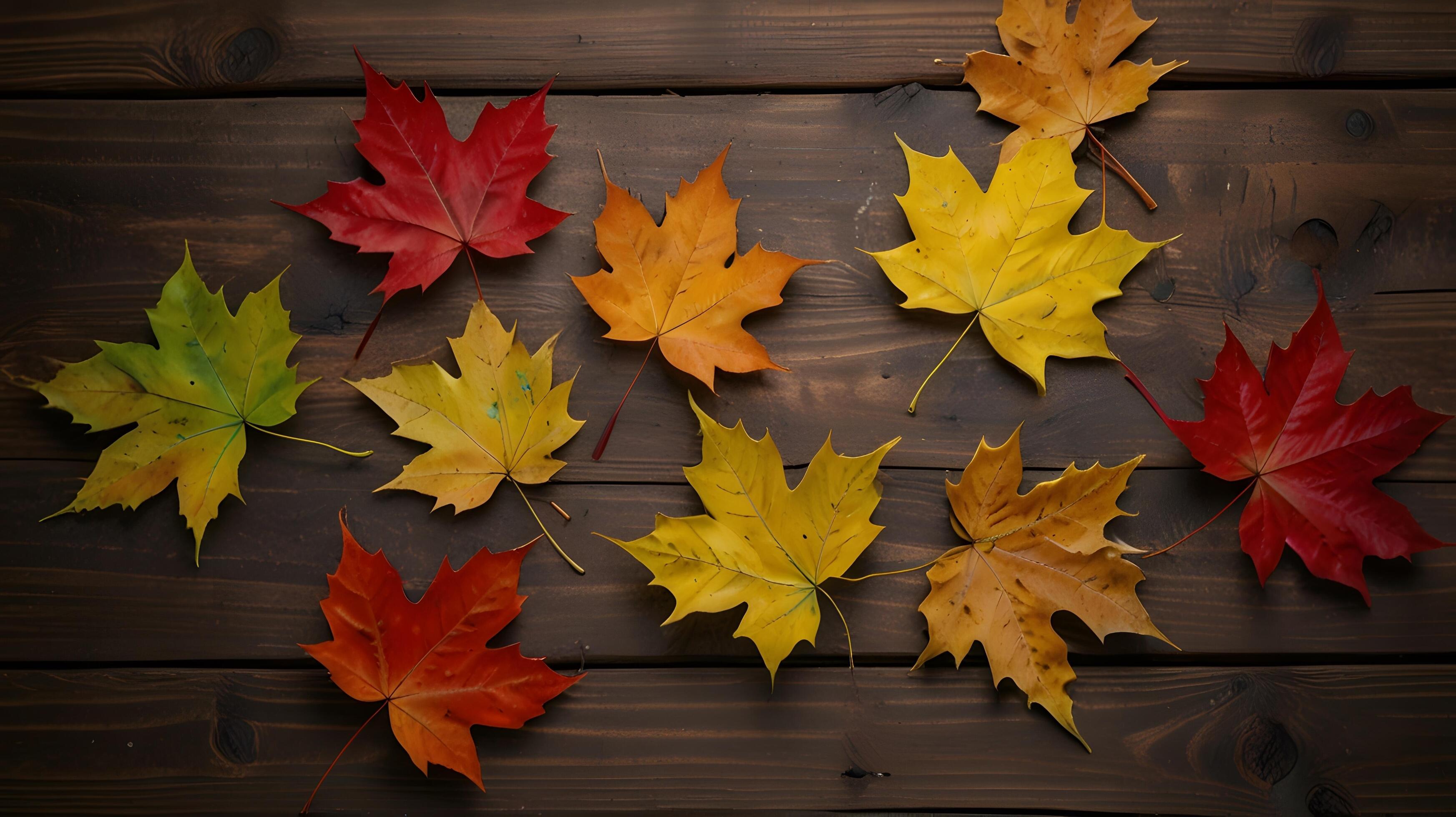 Colorful Autumn Fall Maple Leaves 50485774 Stock Photo at Vecteezy