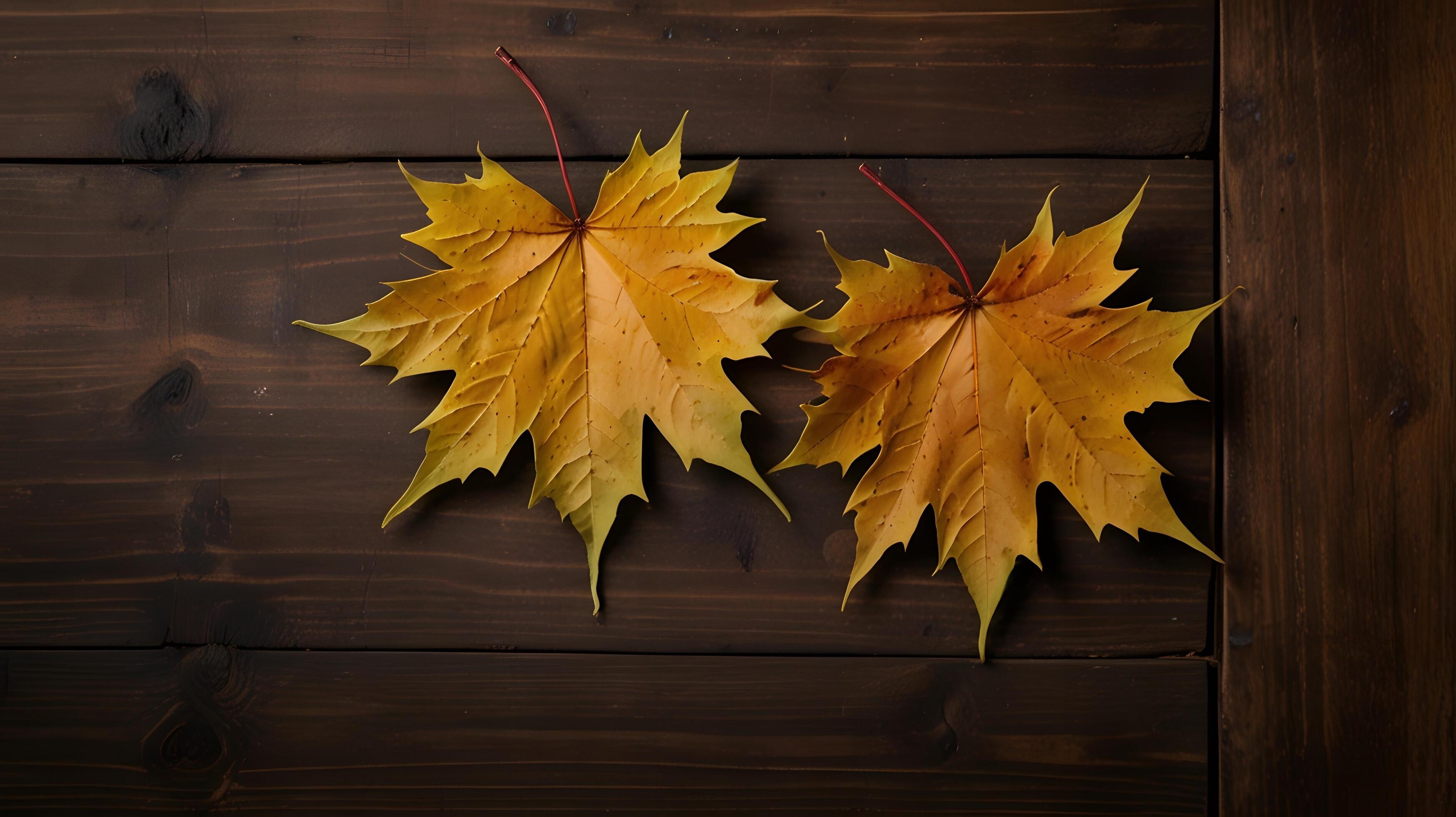 two yellow Autumn Fall Maple Leaves 50485782 Stock Photo at Vecteezy
