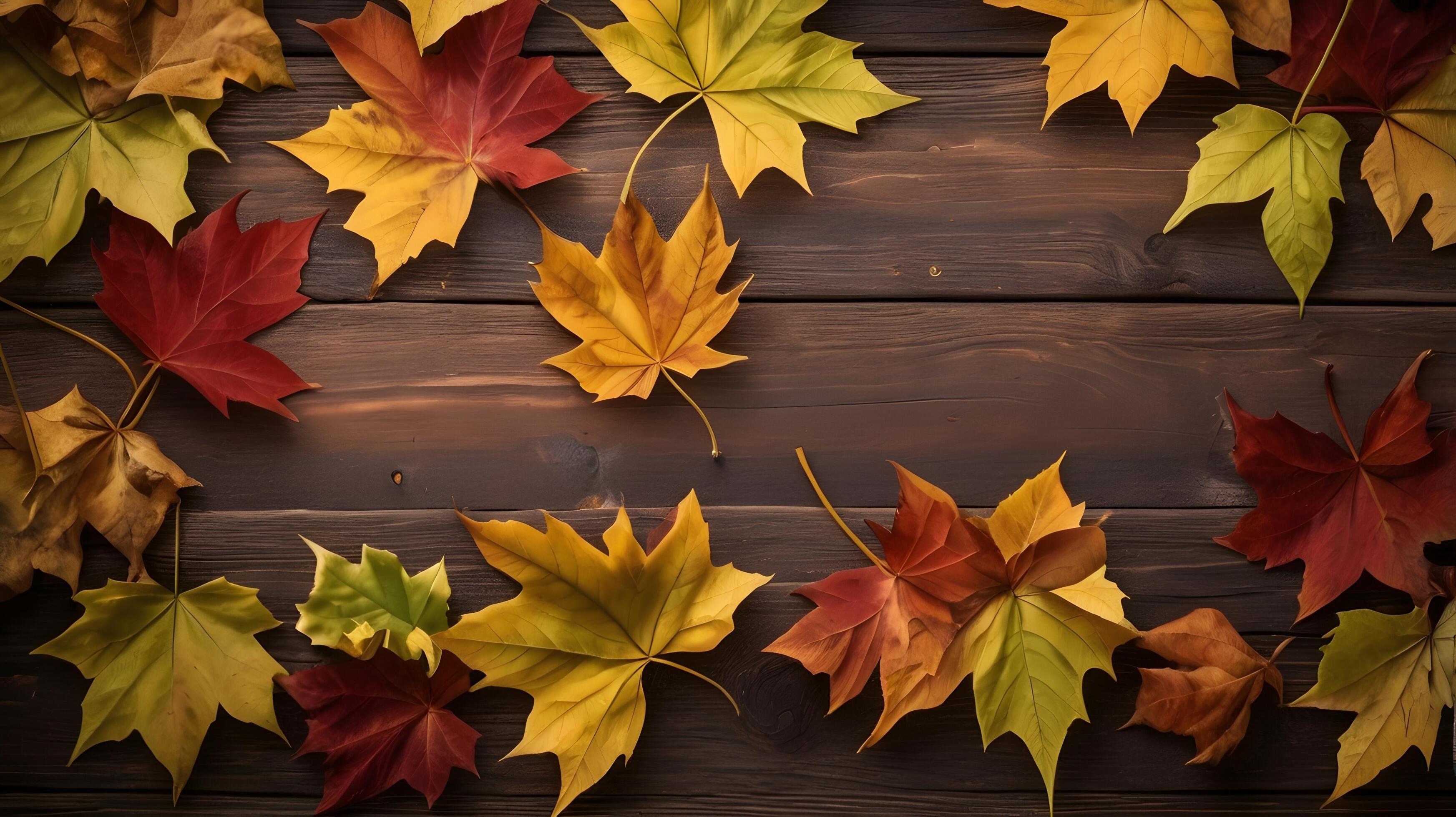 Colorful Autumn Fall Maple Leaves 50485834 Stock Photo at Vecteezy