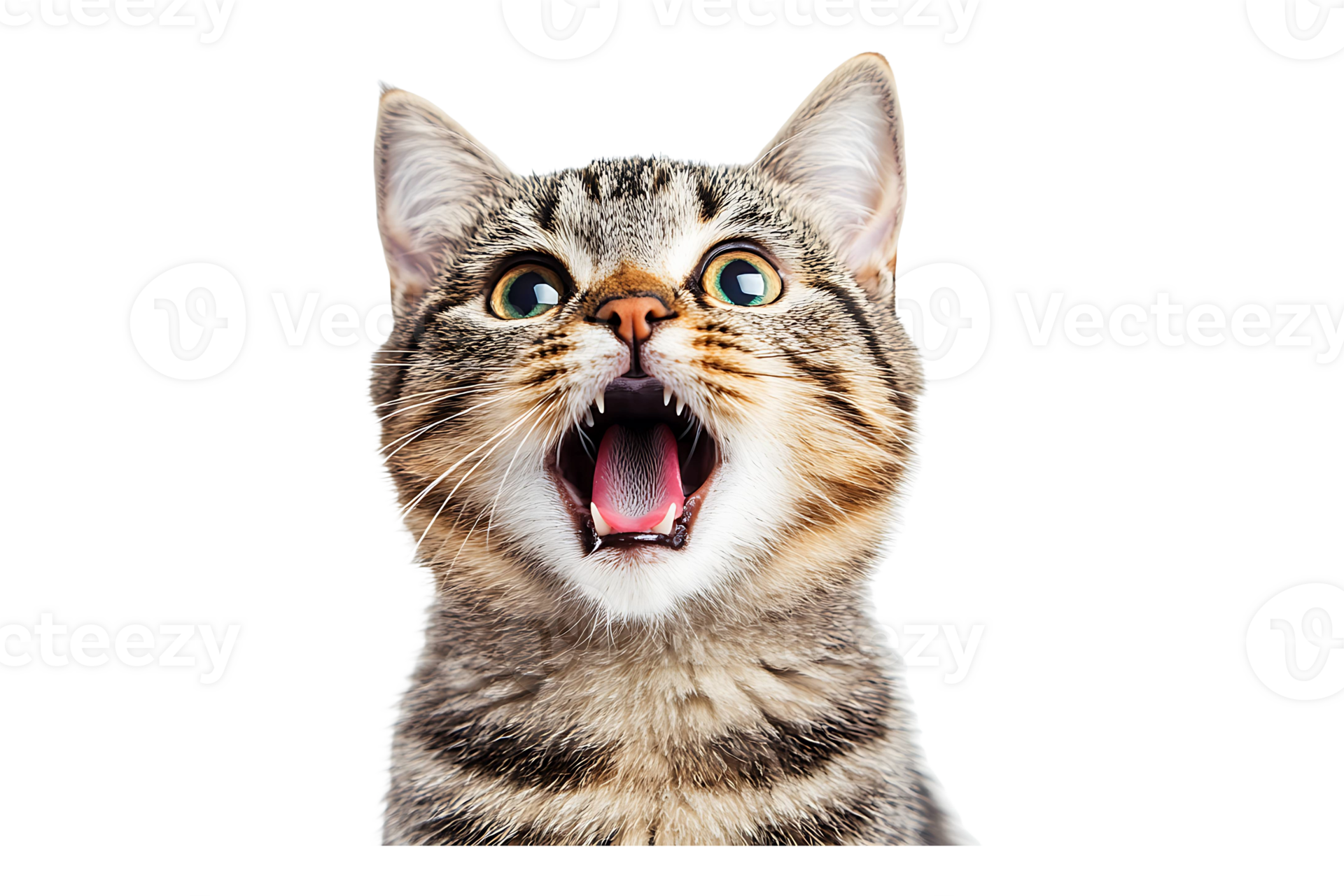 Excited cat face portrait isolated on transparent background. 50493114 PNG