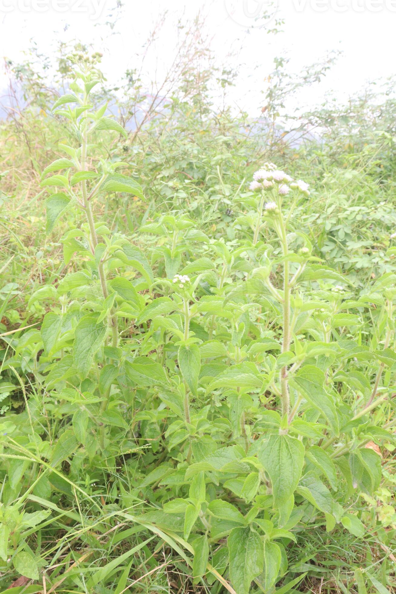 Ageratum conyzoides medicinal plant on jungle 50535680 Stock Photo at ... Ageratum conyzoides medicinal plant on jungle 50535680 Stock Photo at ...