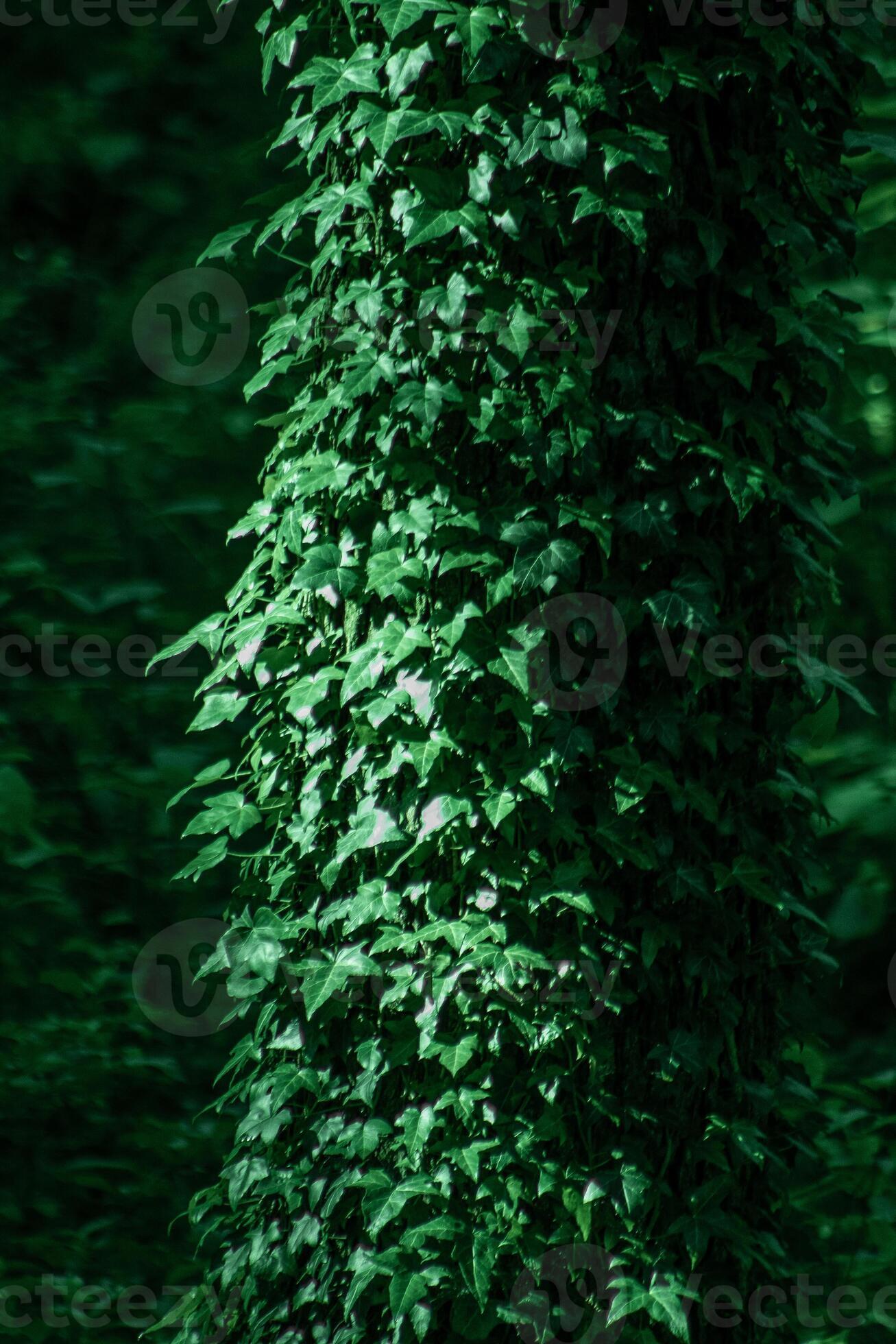 Deciduous forest. Tree trunk entwined with ivy. Green leafy background ... Deciduous forest. Tree trunk entwined with ivy. Green leafy background ...