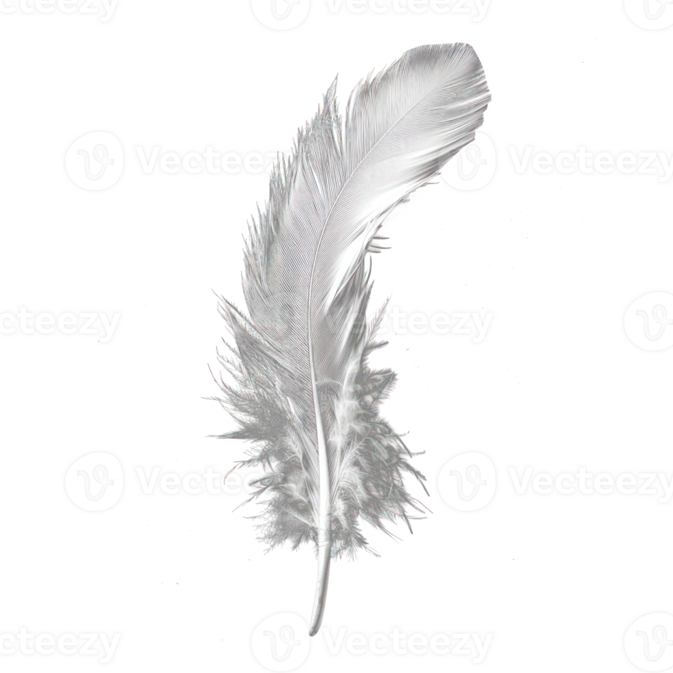 White Feather on transparency background 50593639 PNG