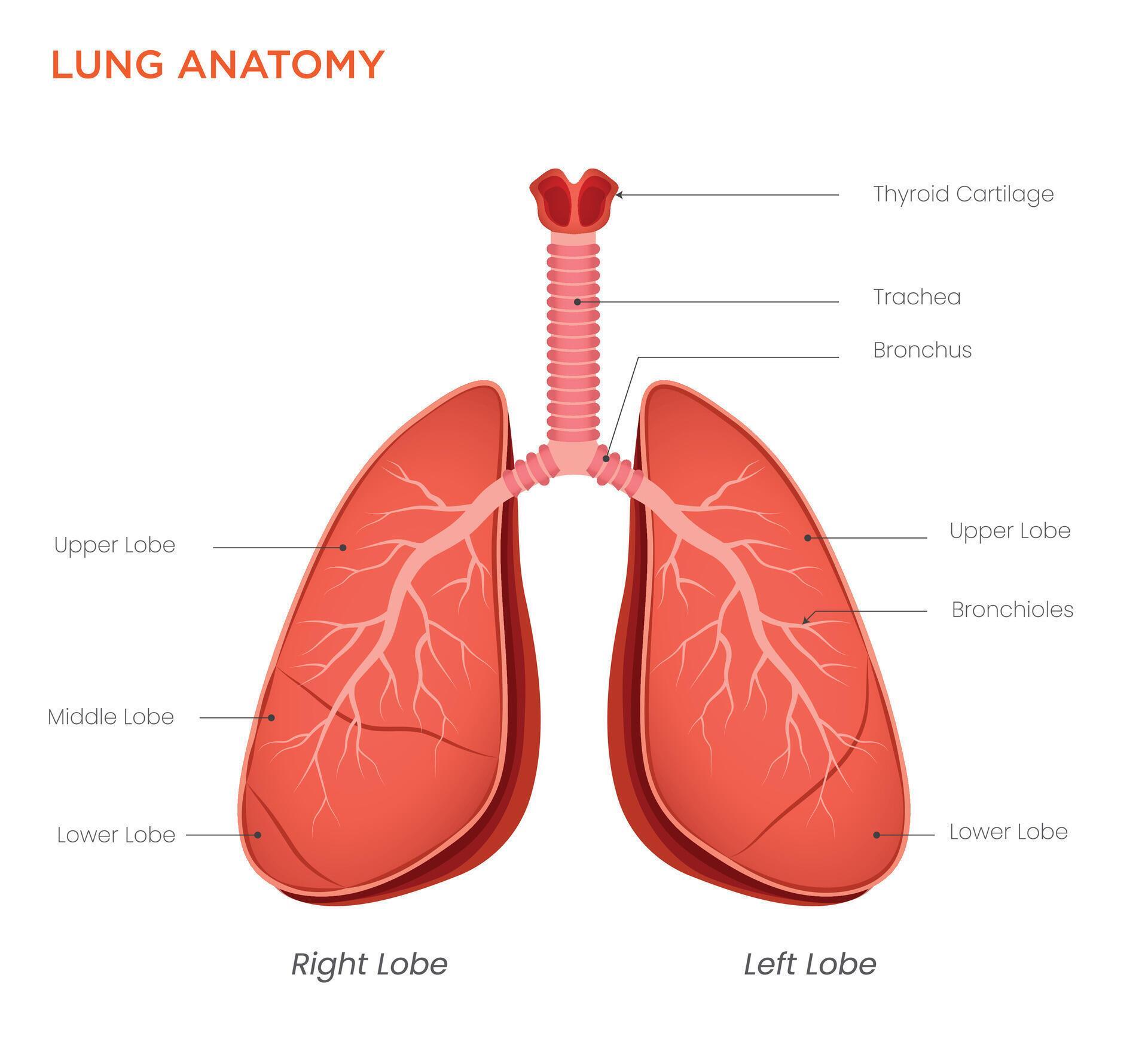 Lung Anatomy Diagram Structure and Function of the Respiratory System 50616963 Vector Art at ...
