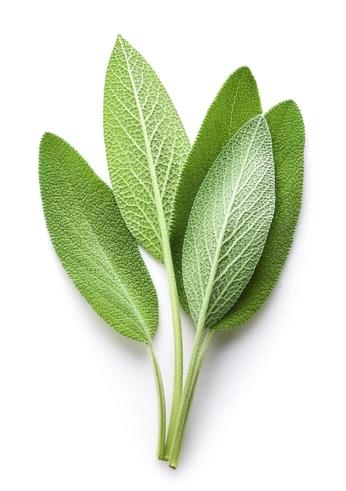hojas de salvia frescas aisladas sobre fondo blanco 50630518 Foto de ...
