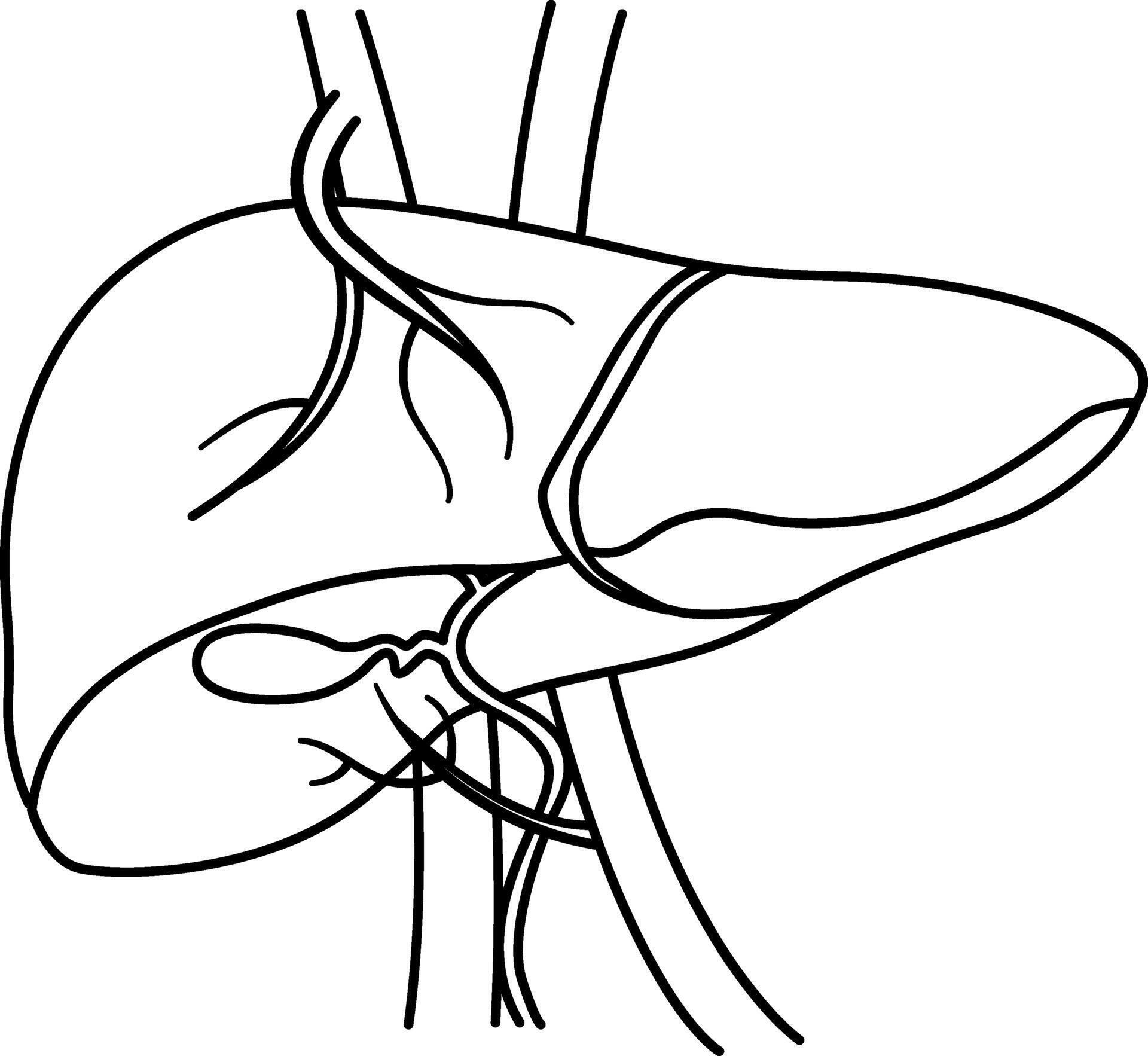 Anatomy of the Human Liver for Coloring. Organ of the Digestive ...