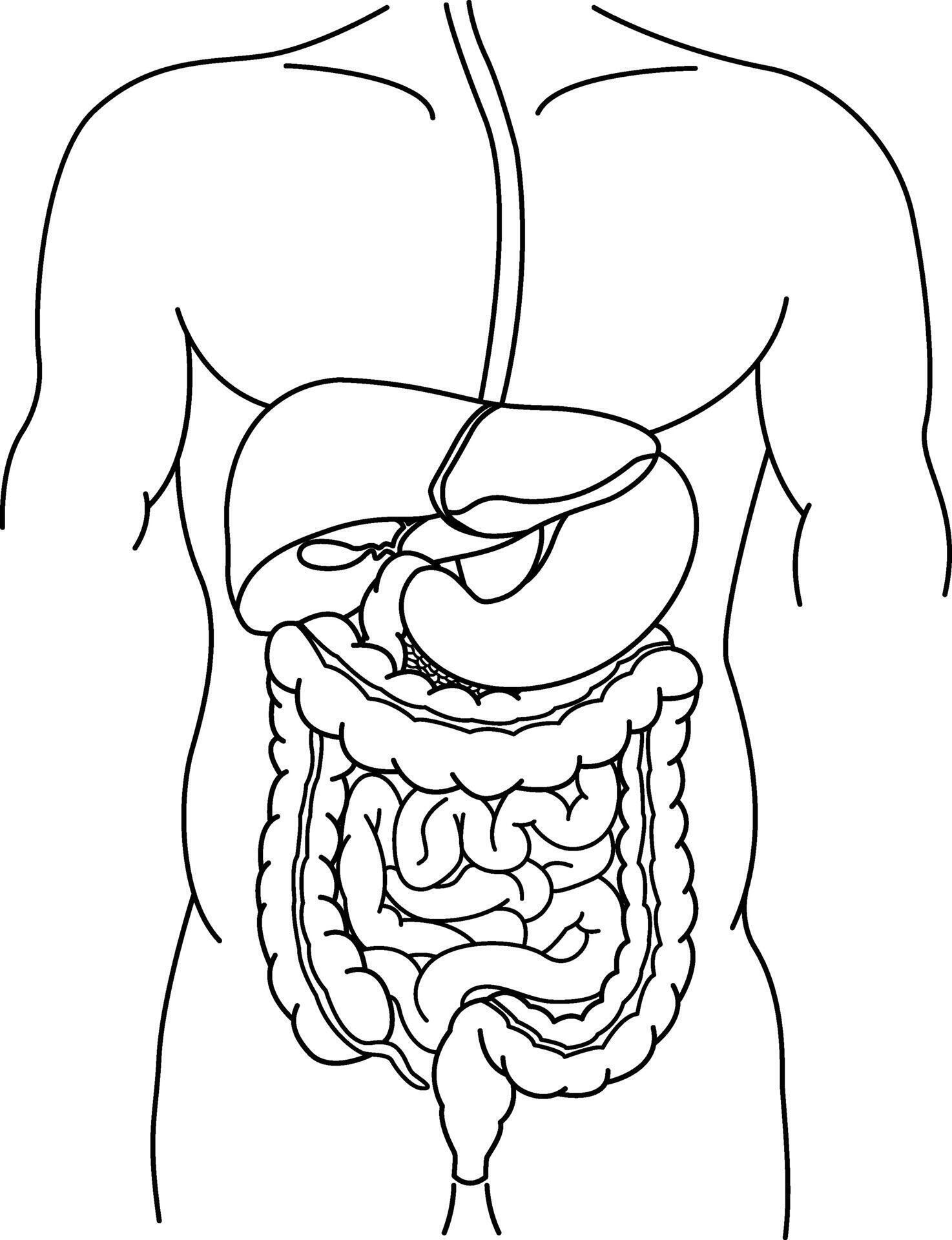 Human Digestive System for Coloring. Anatomy of the Intestine, Stomach ...
