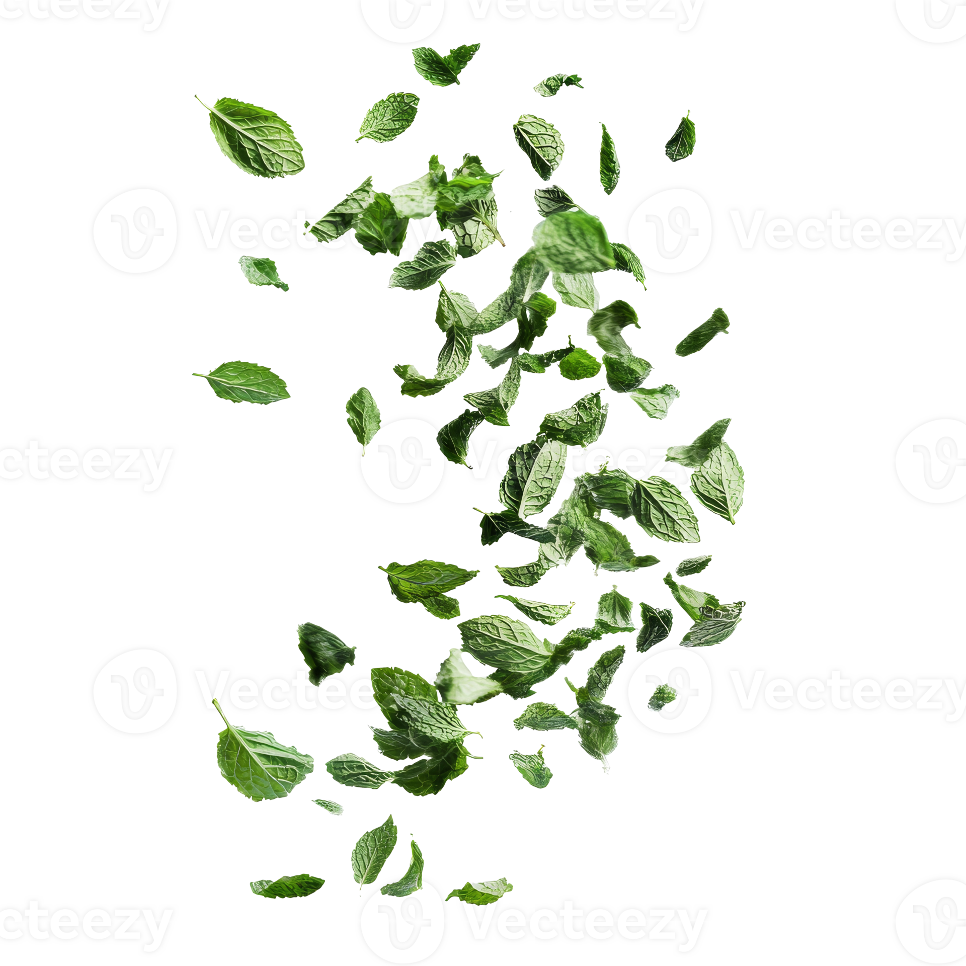 Mint leaves on a white backdrop transparent 50759569 PNG