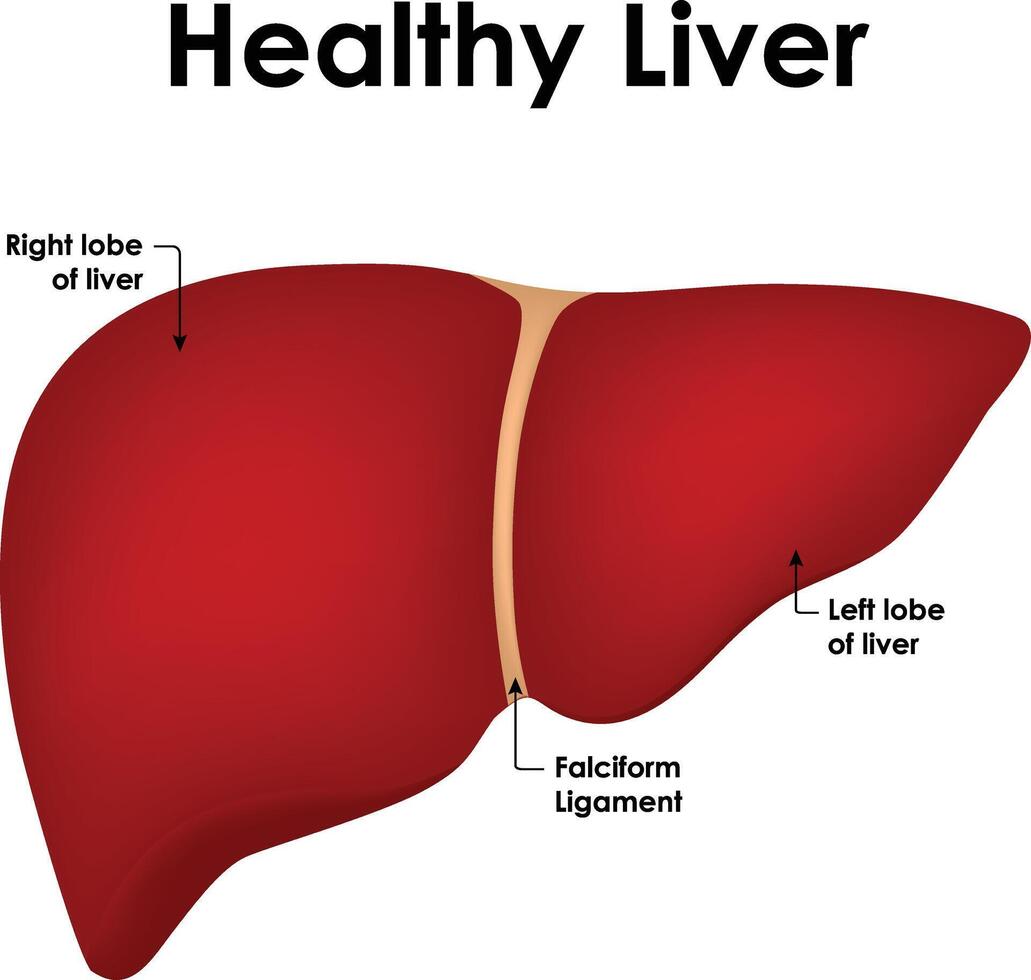 Healthy Liver Anatomy Right Lobe Of Liver Left Lobe Of Liver Falciform Ligament Illustration