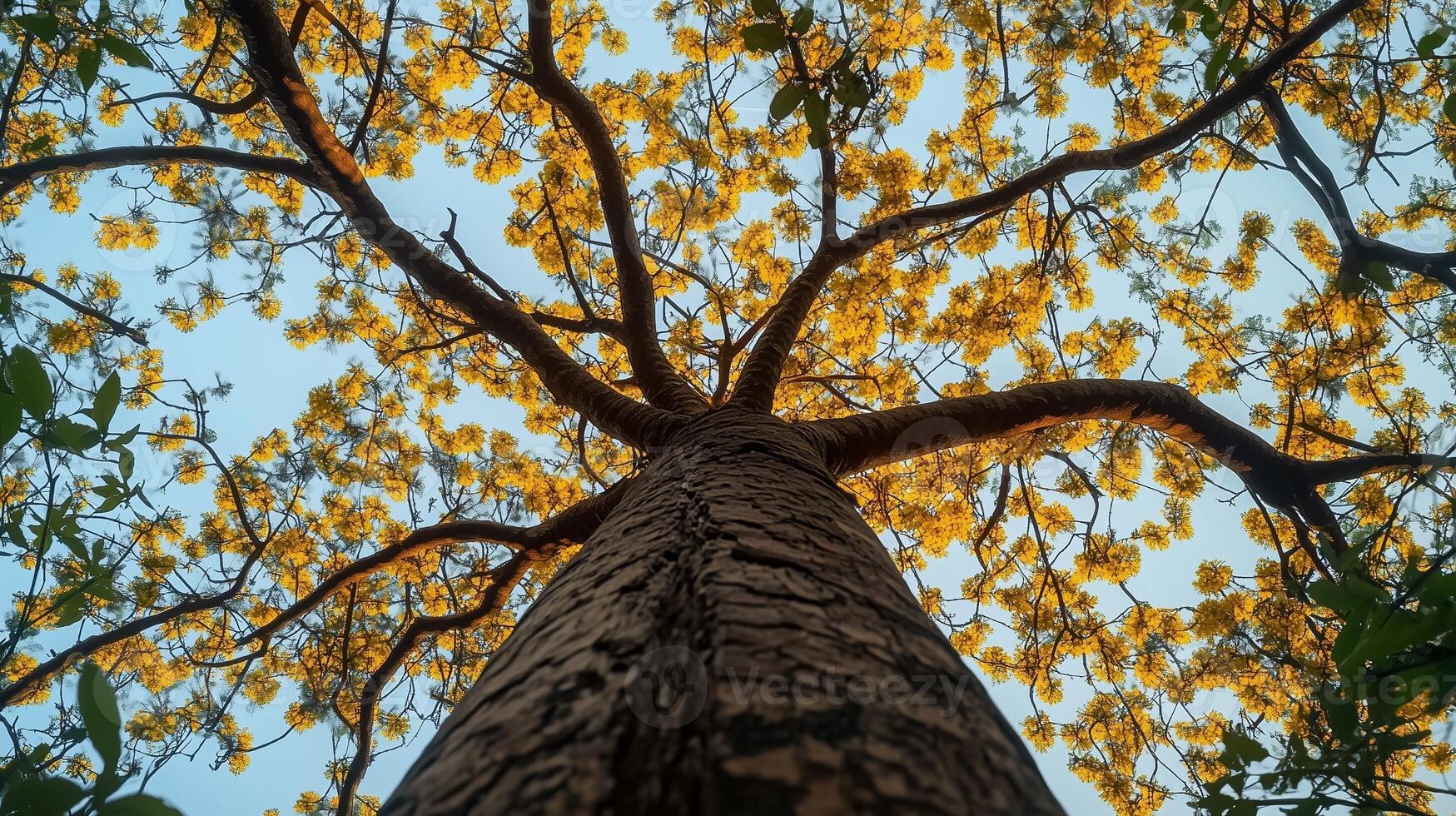 Tree Perspective Stock Photos, Images and Backgrounds for Free Download