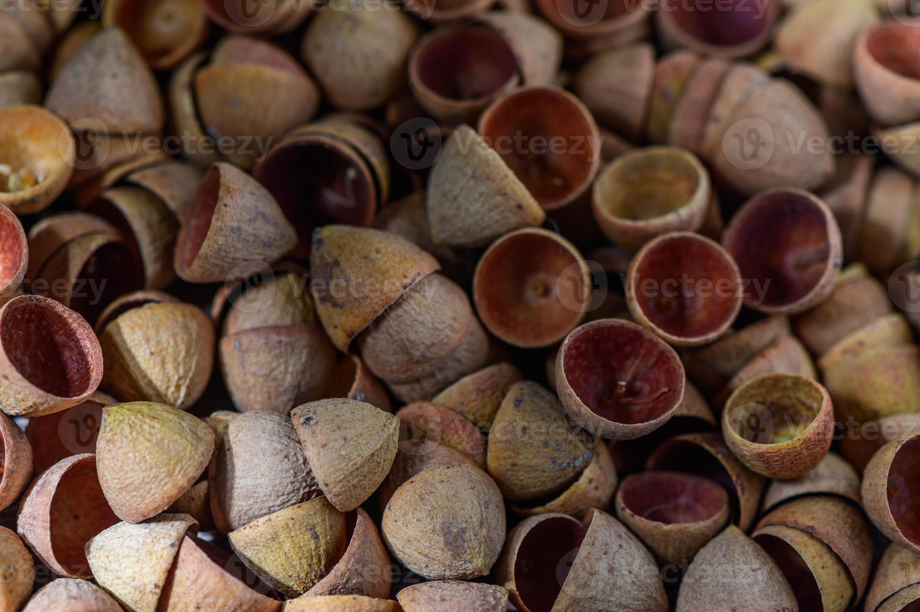 Eucalyptus seed pod caps resemble acorn lids 1 50791094 Stock Photo at ...