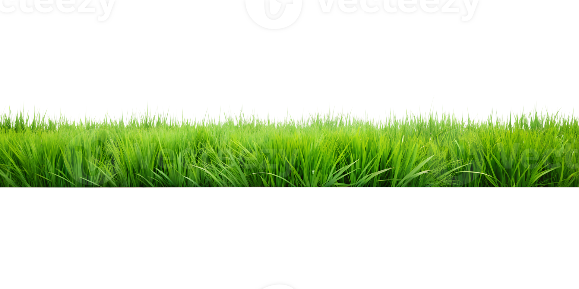 green grass isolated on transparent background 50791886 PNG